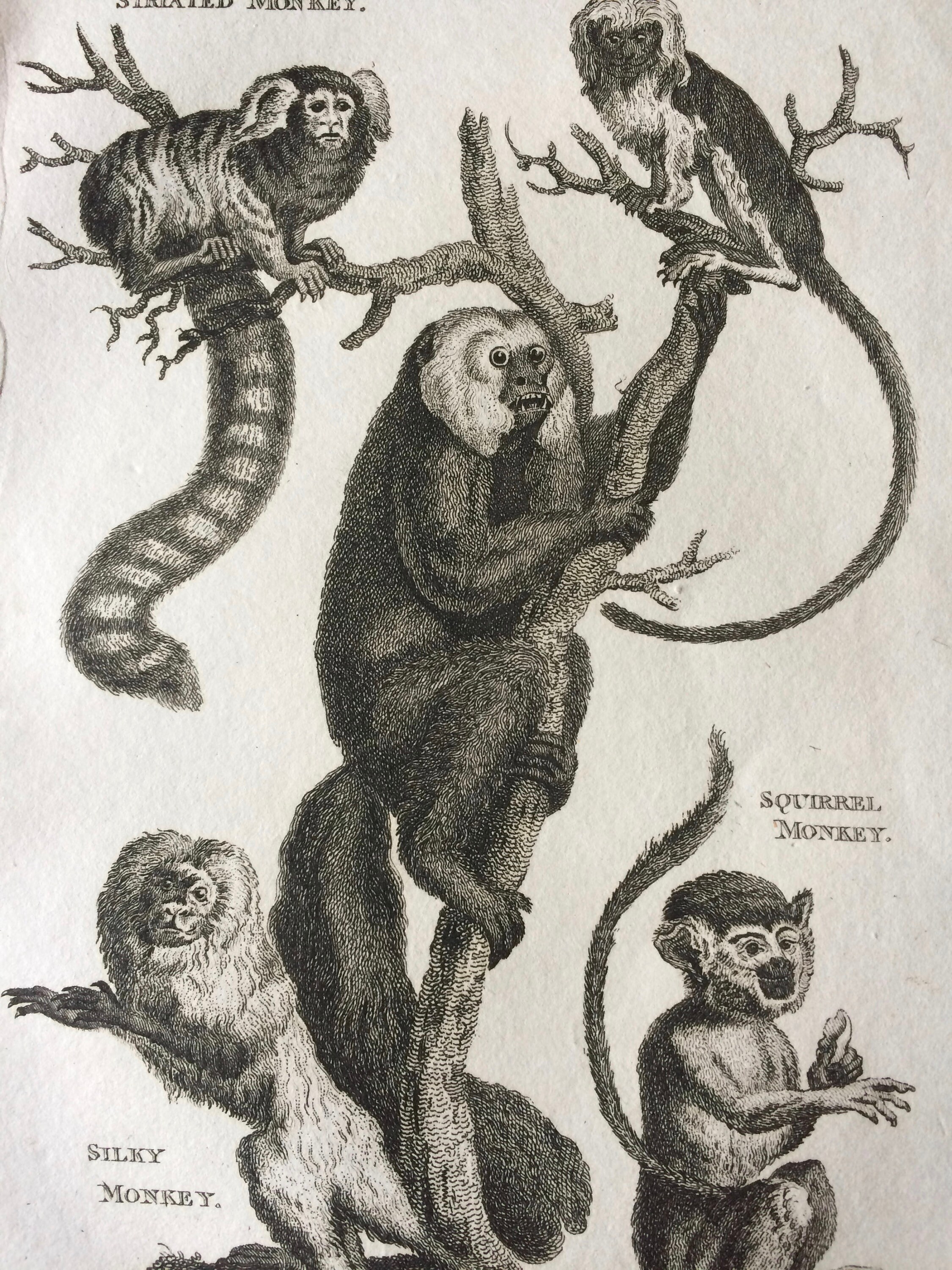 1800 Striated, Red-Tailed, Silky, Squirrel and Fox-Tailed Monkeys ...