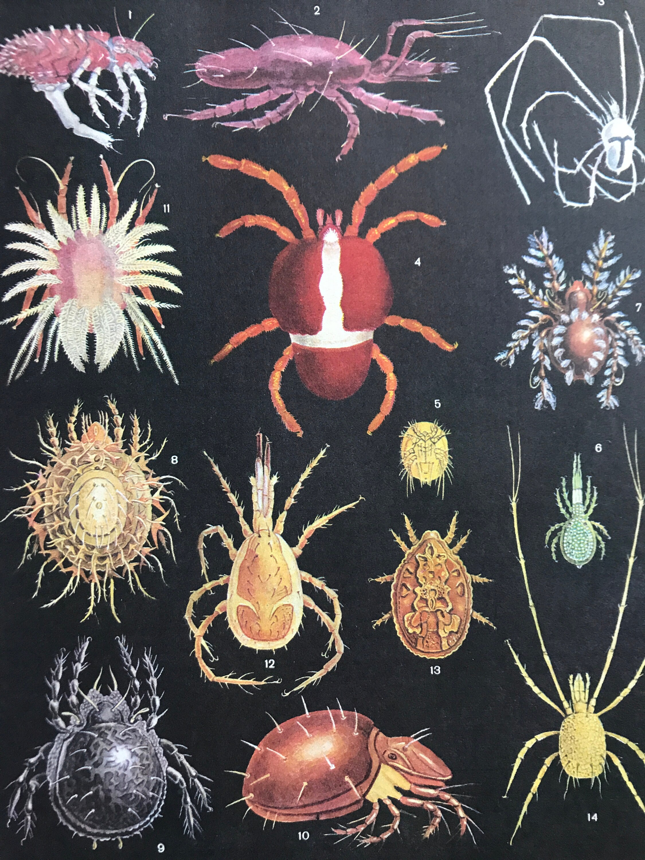 1984 Soil Mites Original Vintage Print - Insect Art - Mounted and ...
