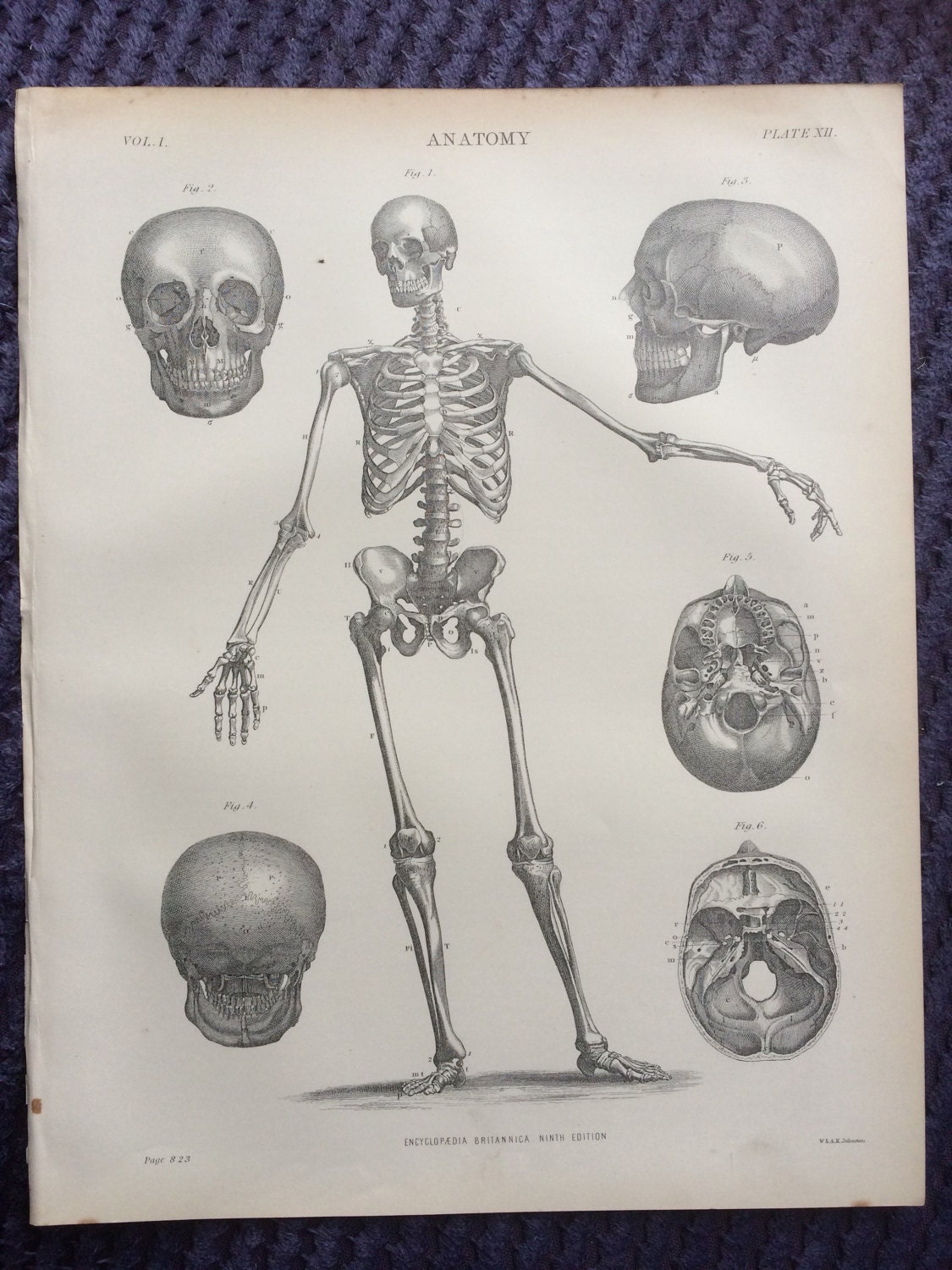 1875 Anatomical Original Antique Steel Engraving Print - Skeleton ...