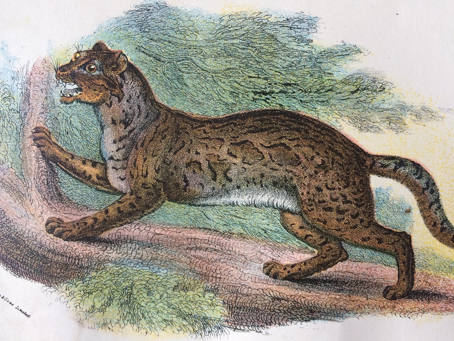 1896 Leopard Original Antique Chromolithograph Wildlife - Etsy