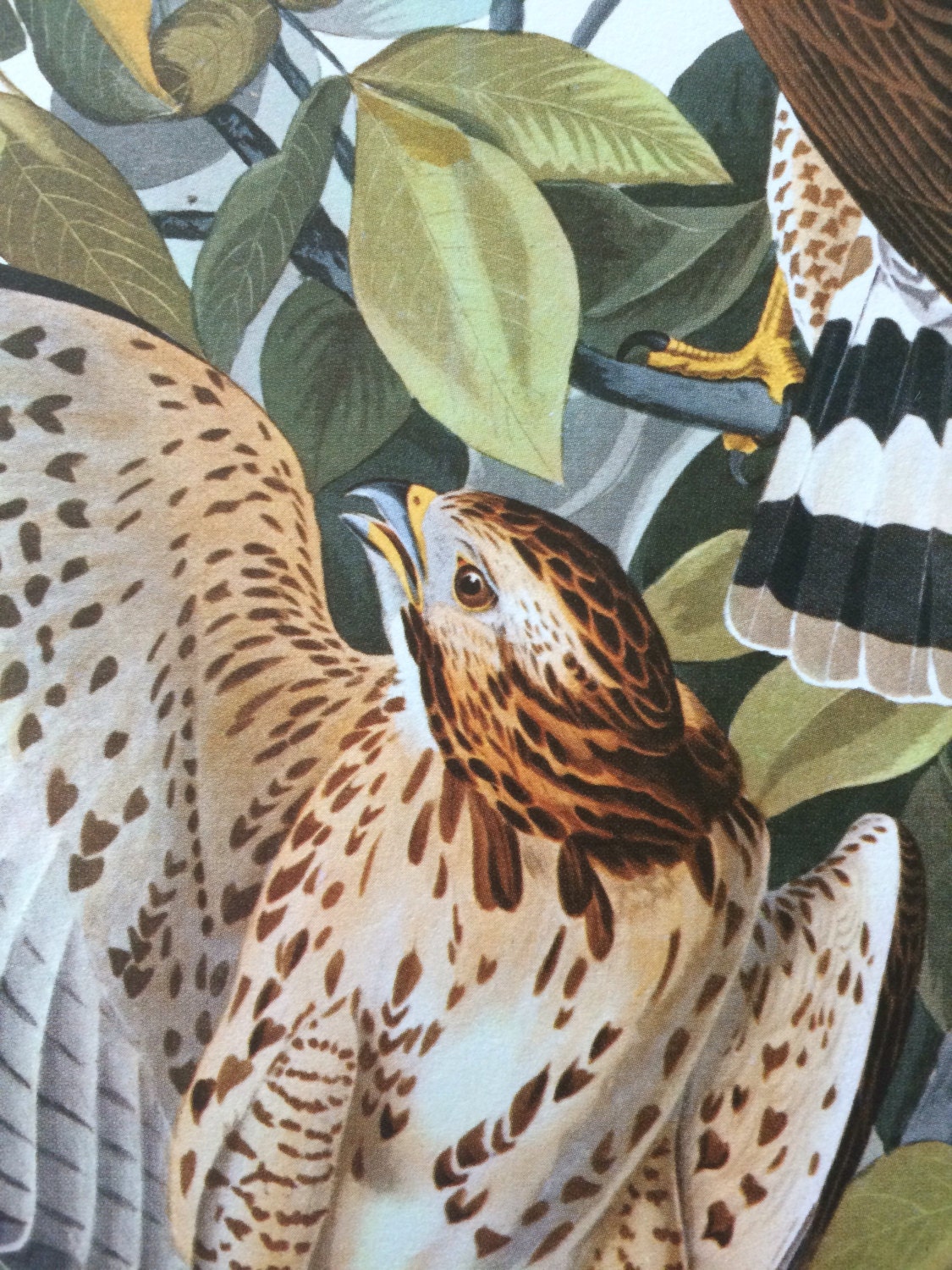 BROAD-WINGED HAWK Large Original Vintage 1964 Audubon Print, 14 x 17 ...