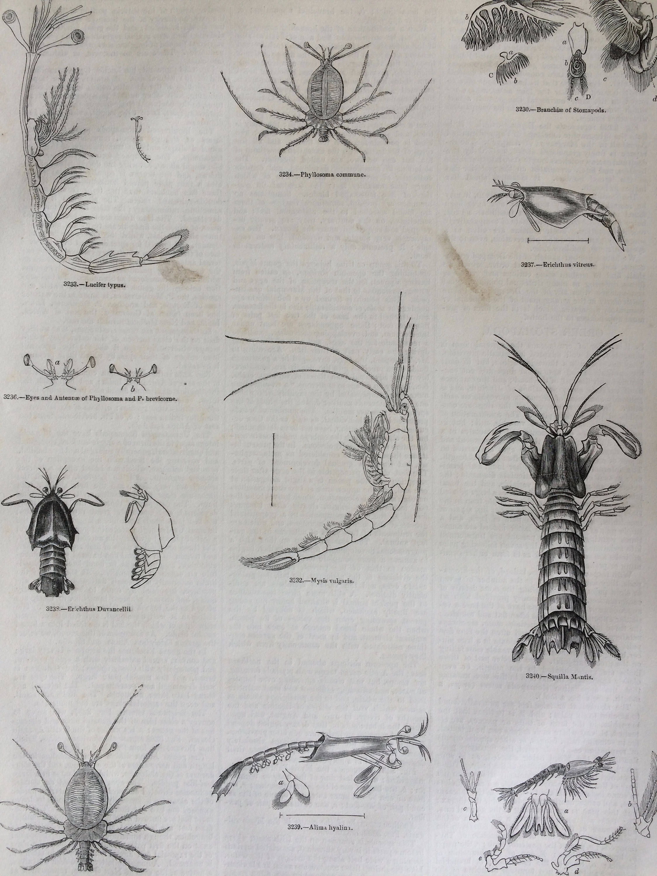 Prints Art & Collectibles Leaf-Insect Cockroach Mantis Lantern Fly ...