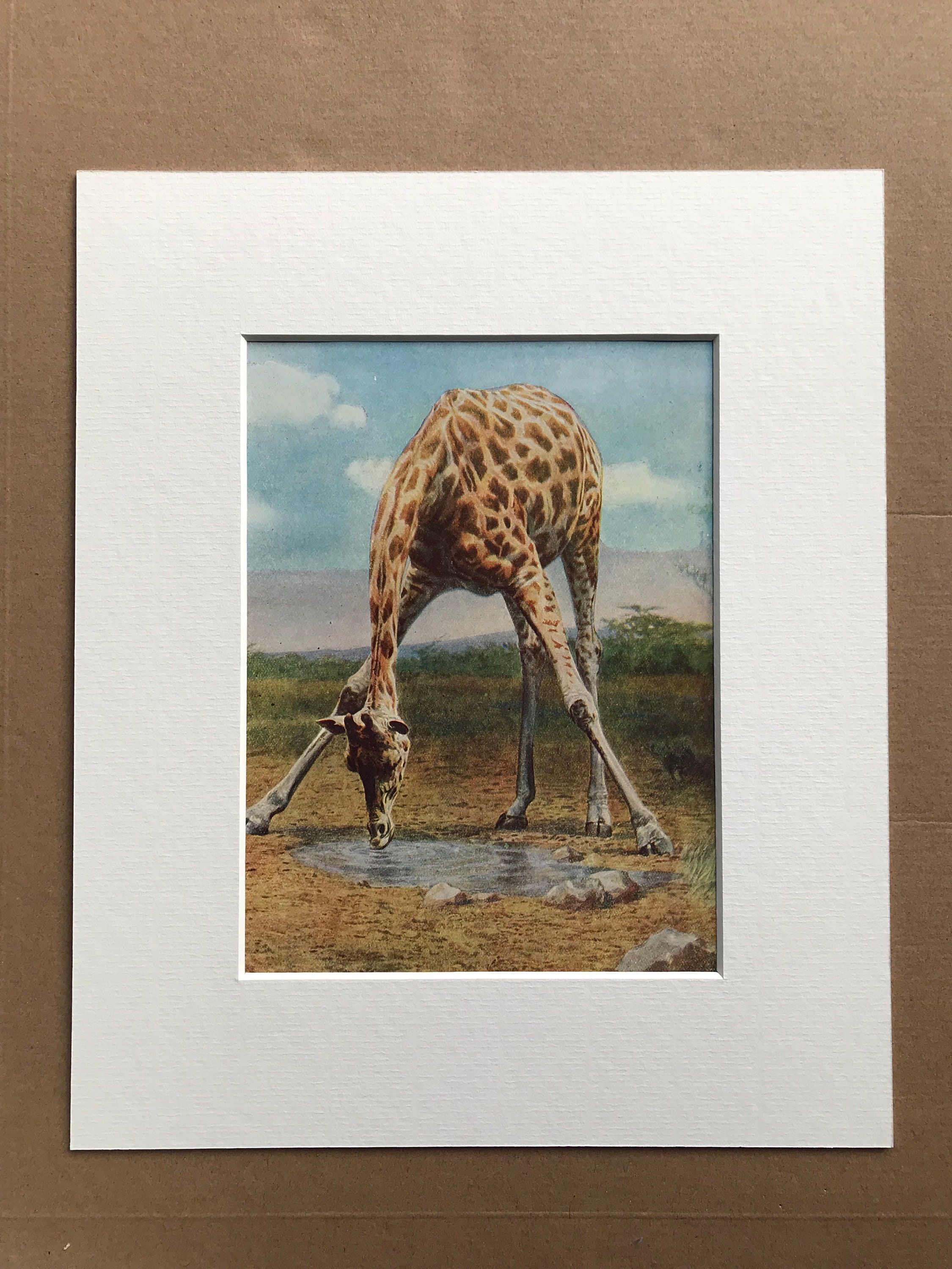 1940s Giraffe Original Vintage Print - Mounted and Matted - Wildlife ...
