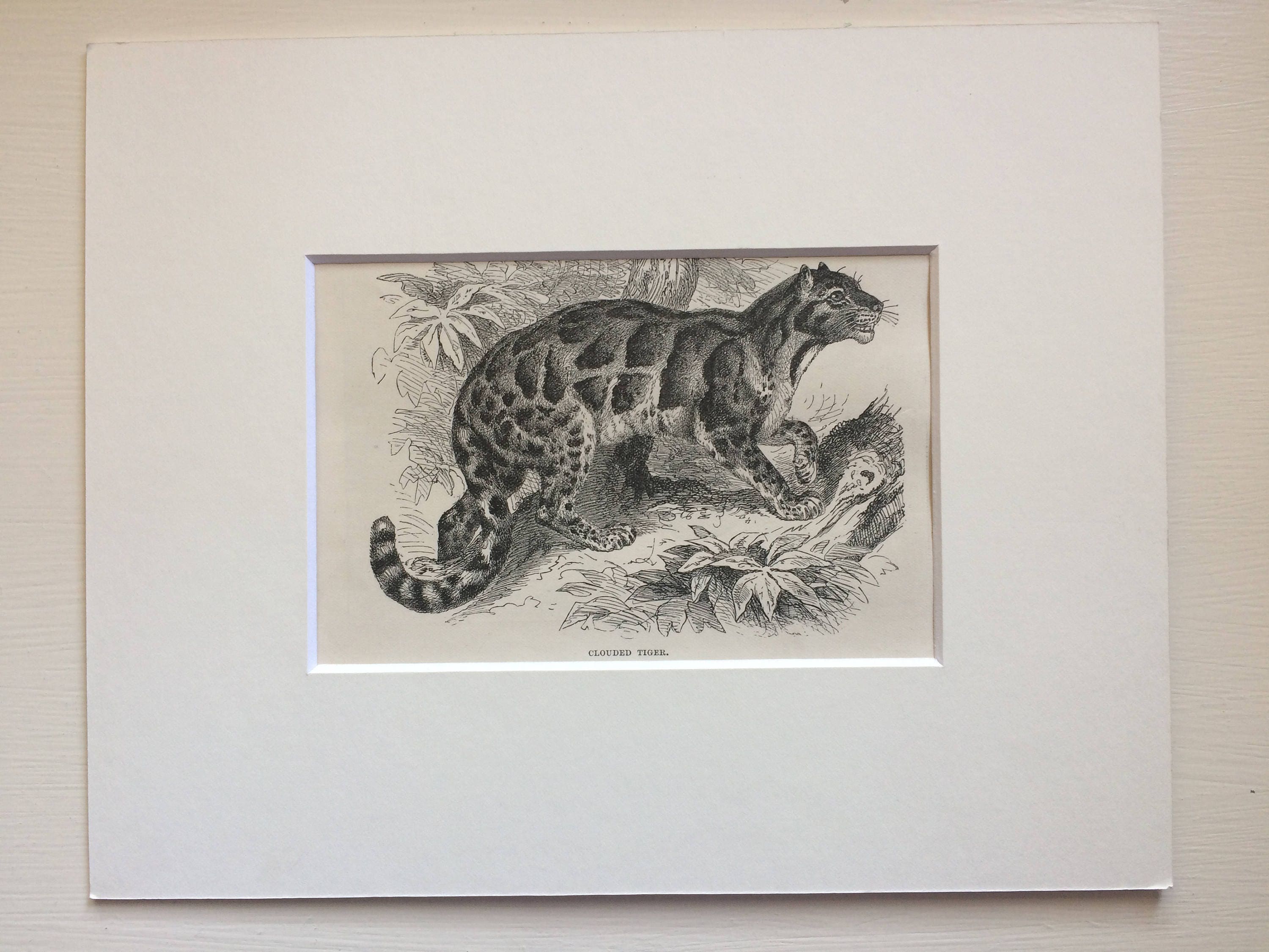 1892 Clouded Tiger Original Antique Engraving - Wildlife - Wall Decor ...