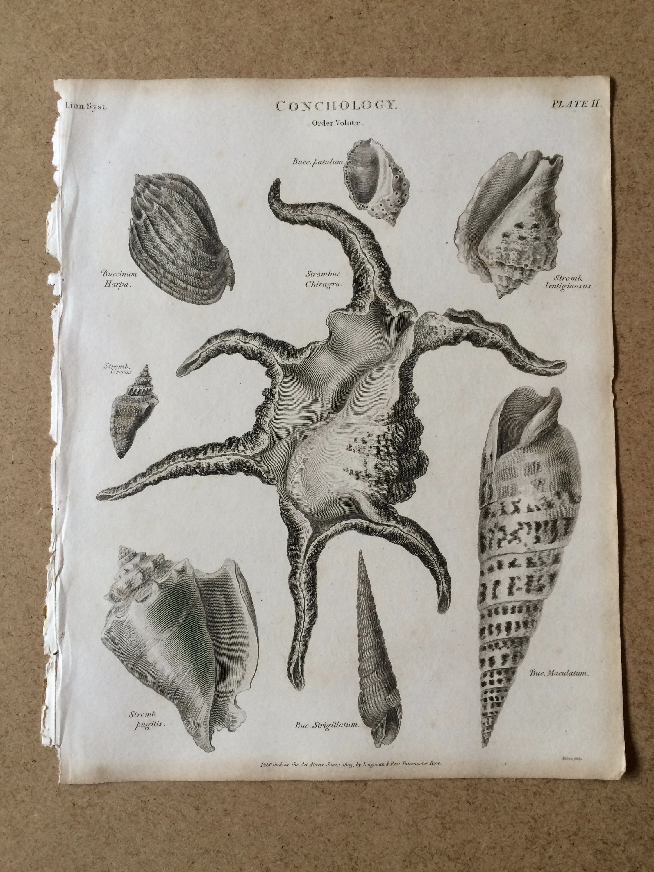 1819 Original Antique Engraving - Seashell - Shell - Conchology ...