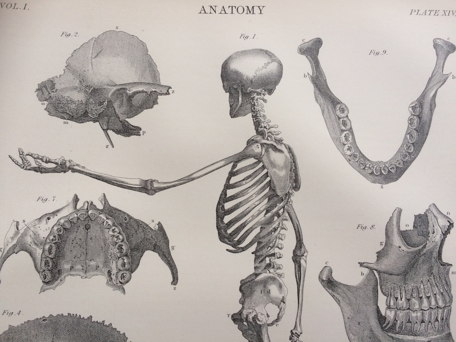 1875 Anatomical Original Antique Steel Engraving - Skeleton - Skull ...
