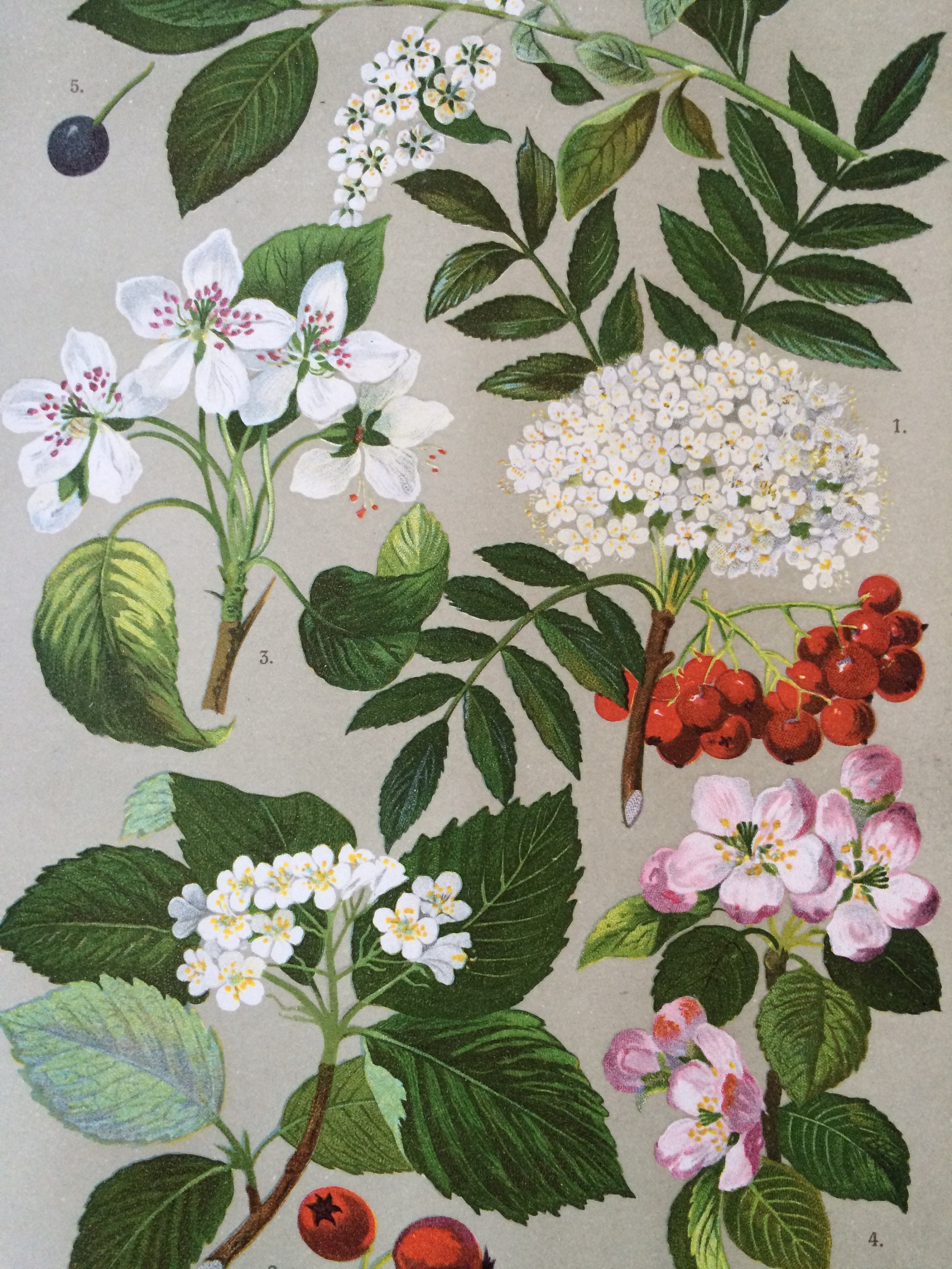 1911 Original Antique Botanical Lithograph - Mounted and Matted - Fruit ...