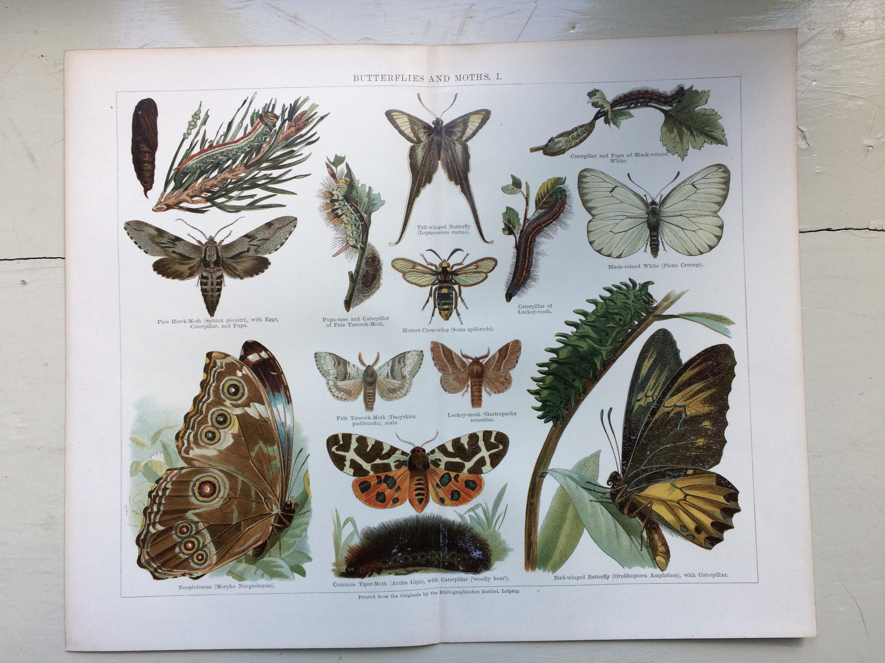 1904 Butterflies & Moths Original Antique Print - 10 x 12 inches ...