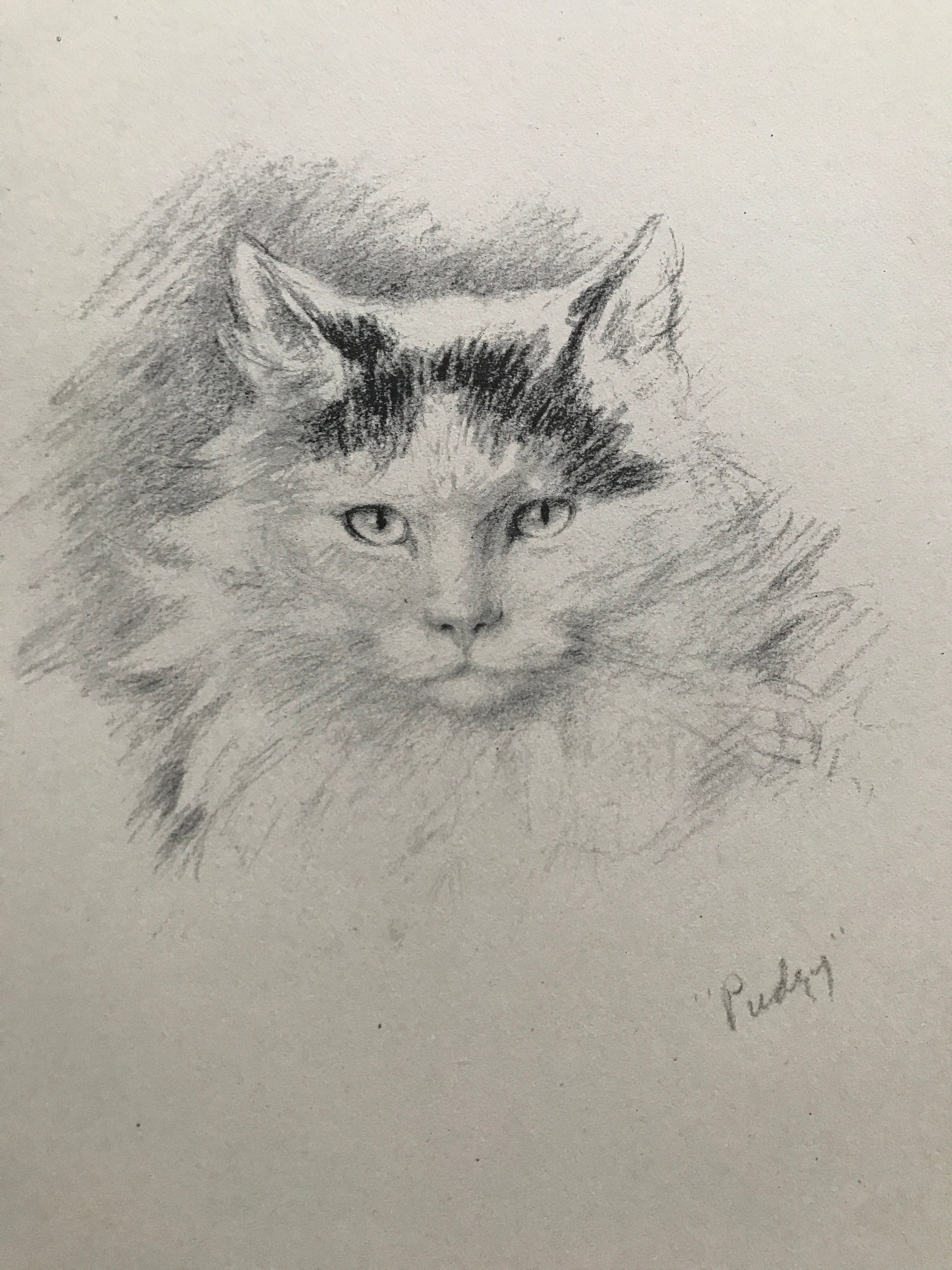 Vintage Cat Drawing