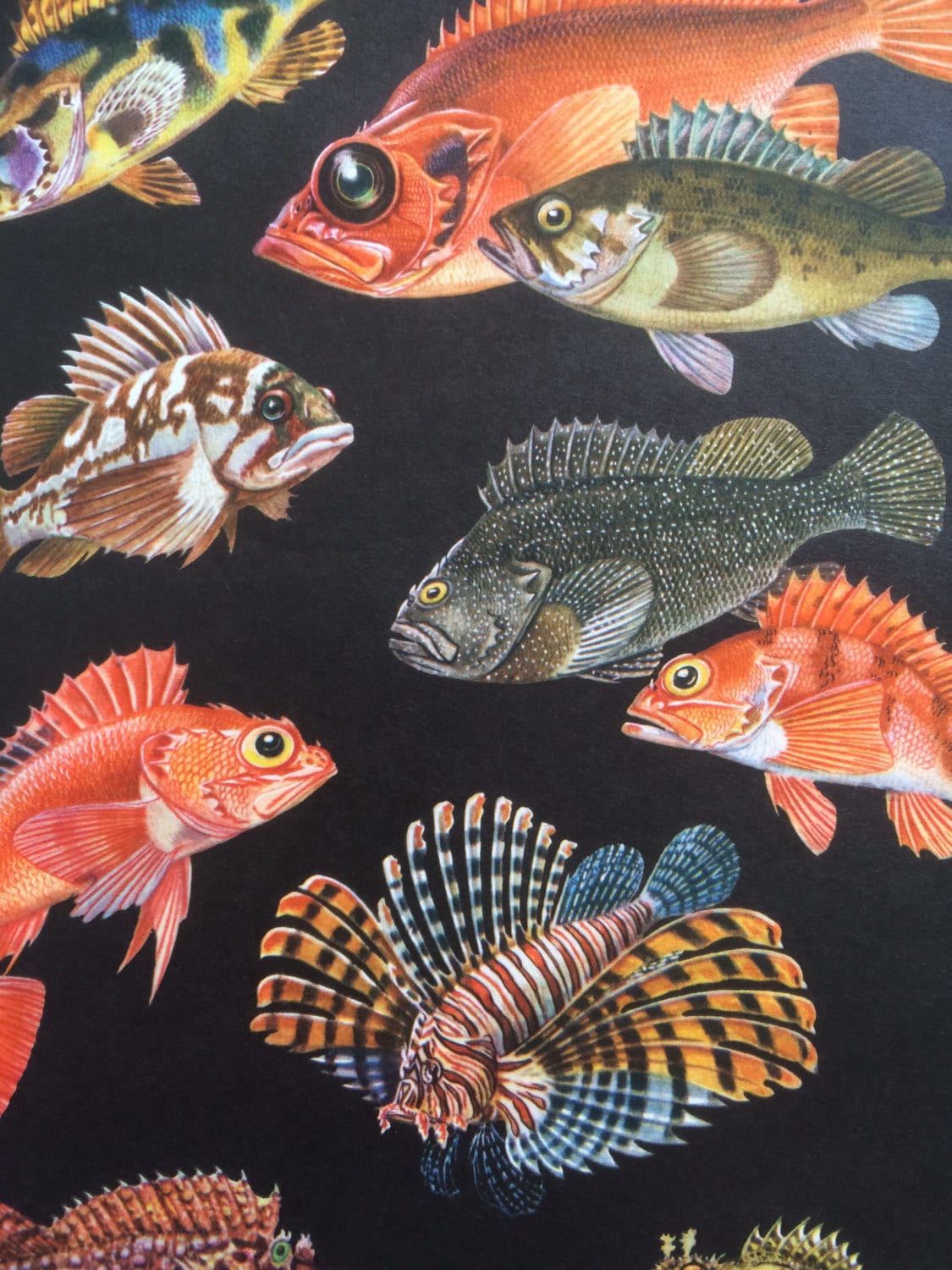1968 Colourful Vintage Fish Print - Tropical Fish - matted and ready to ...