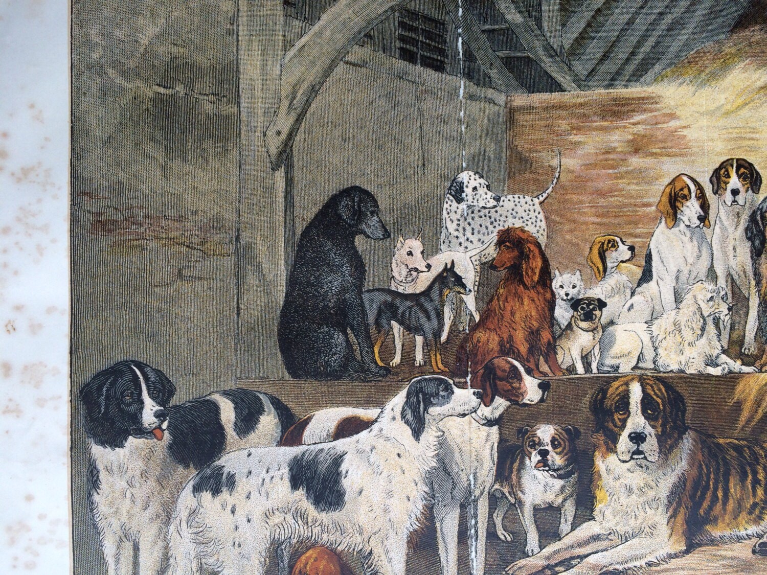 1883 DOGS Original Antique print - Canine Breeds - Vintage Wall Decor