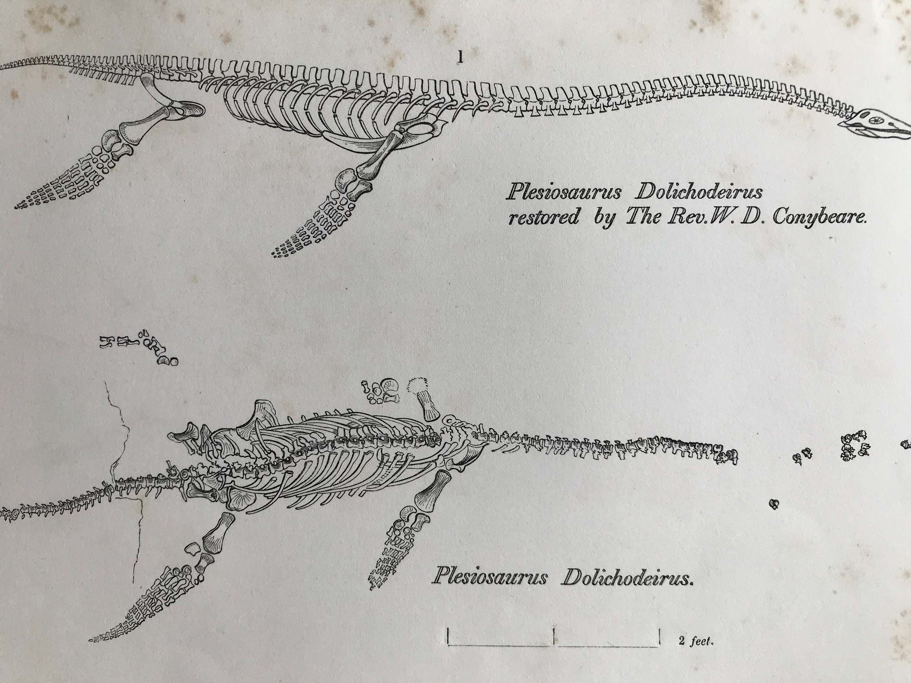 1858 Plesiosaurus Dolichodeirus Original Antique Engraving - Palaeontology