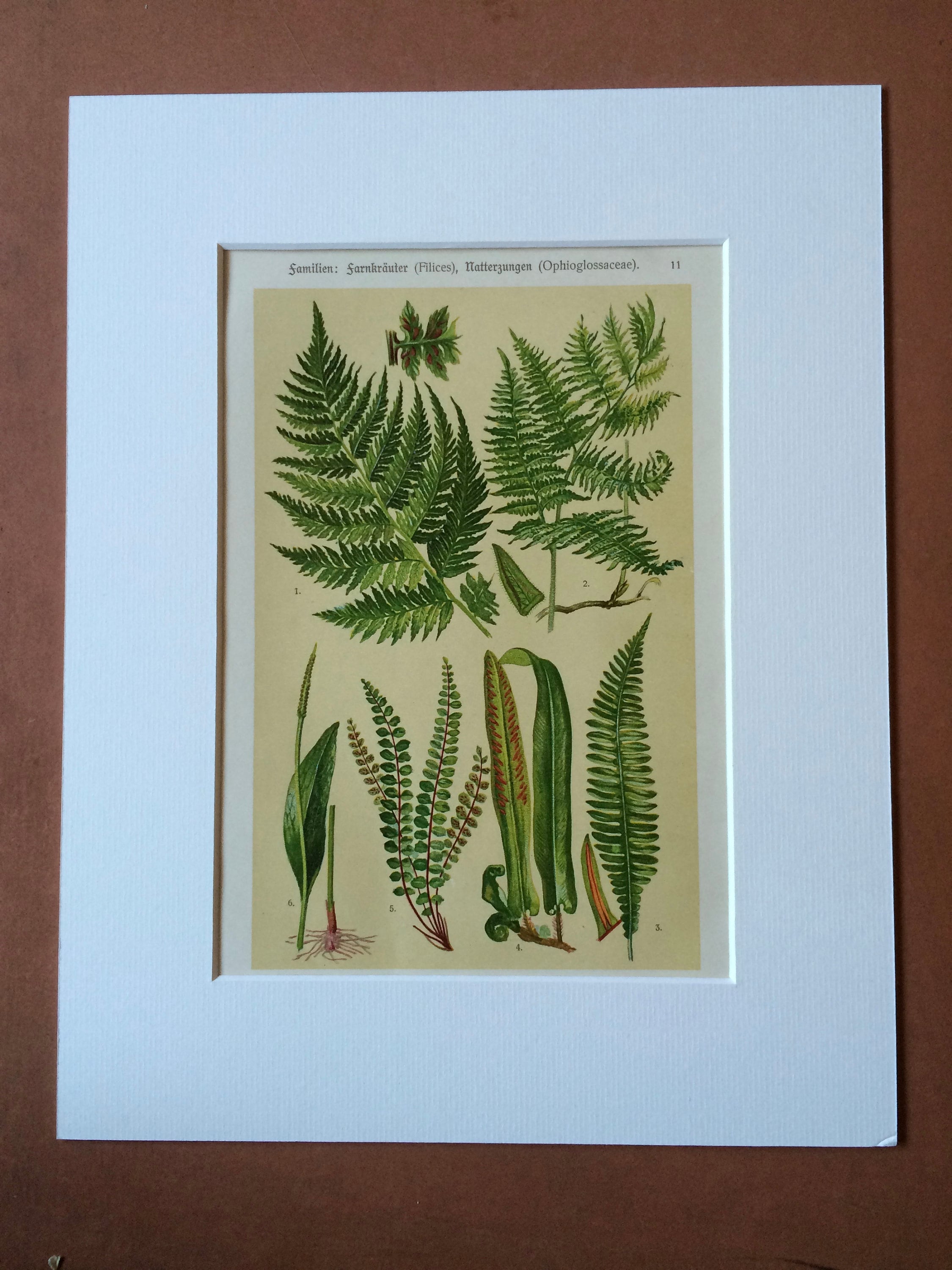 1911 Original Antique Botanical Lithograph - Mounted and Matted - Pine ...