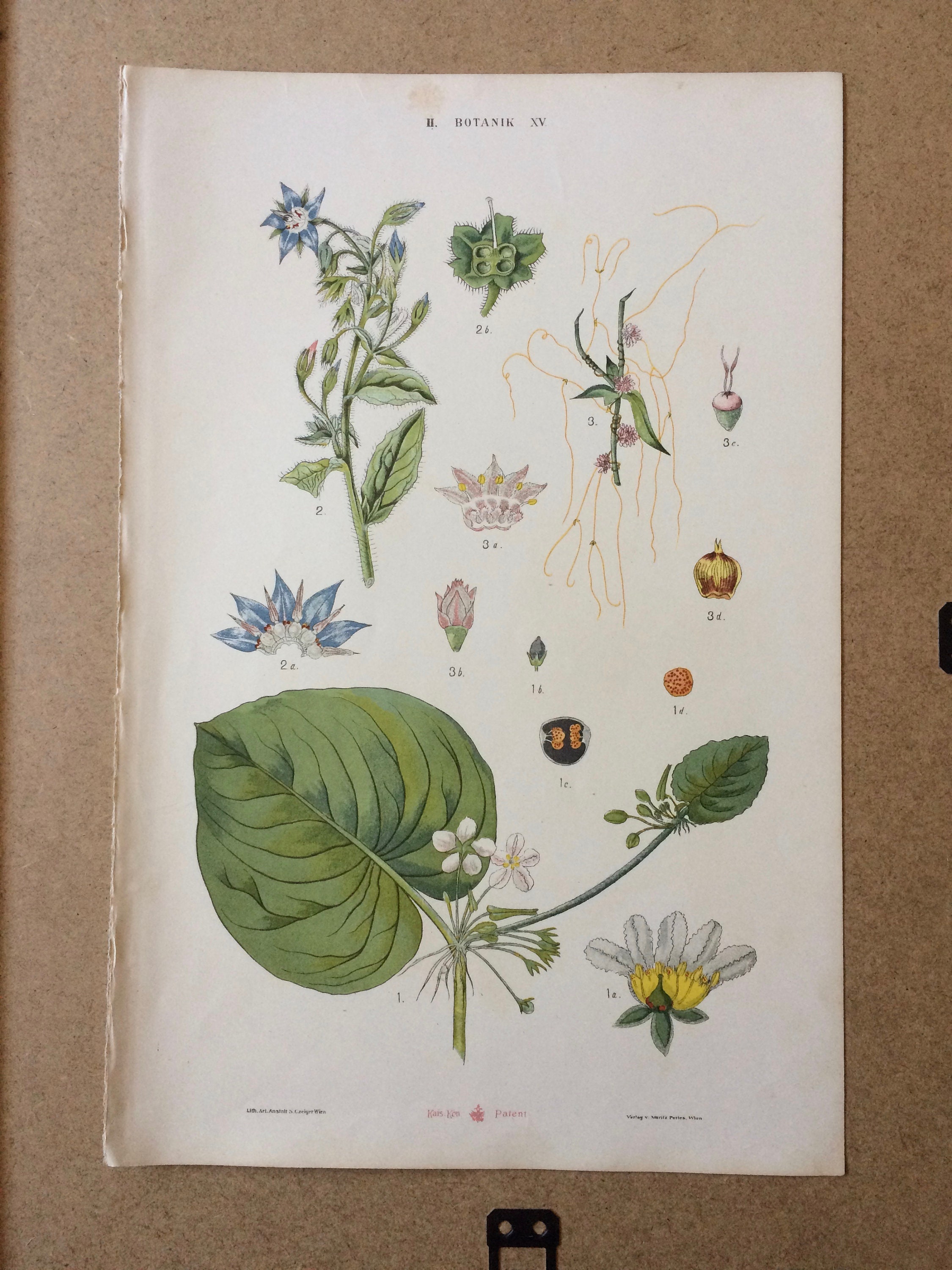1885 Large Original Antique Lithograph - Botanical Art - Botany ...