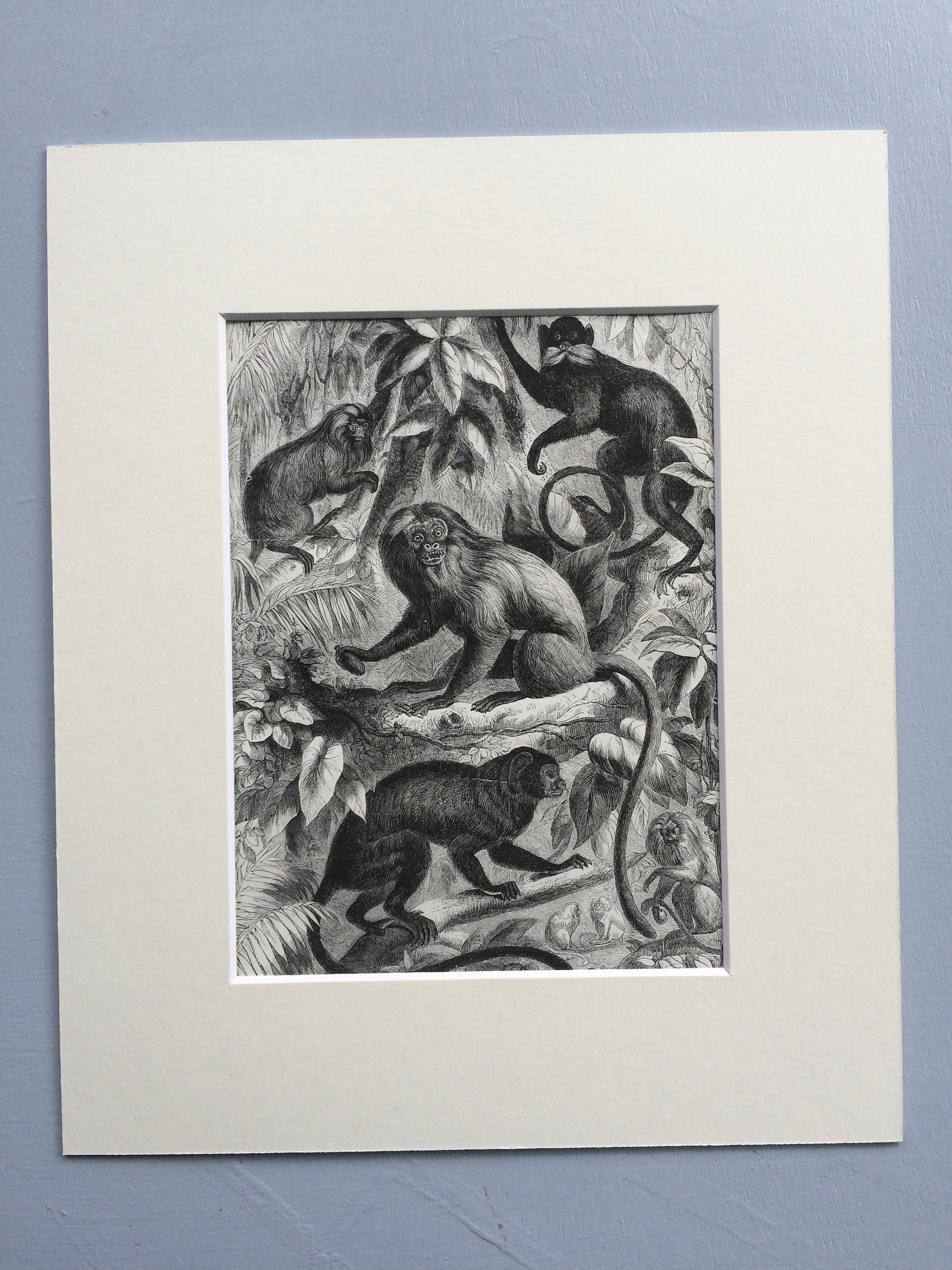 1865 Silky Tamarin and other monkeys Original Antique Engraving ...