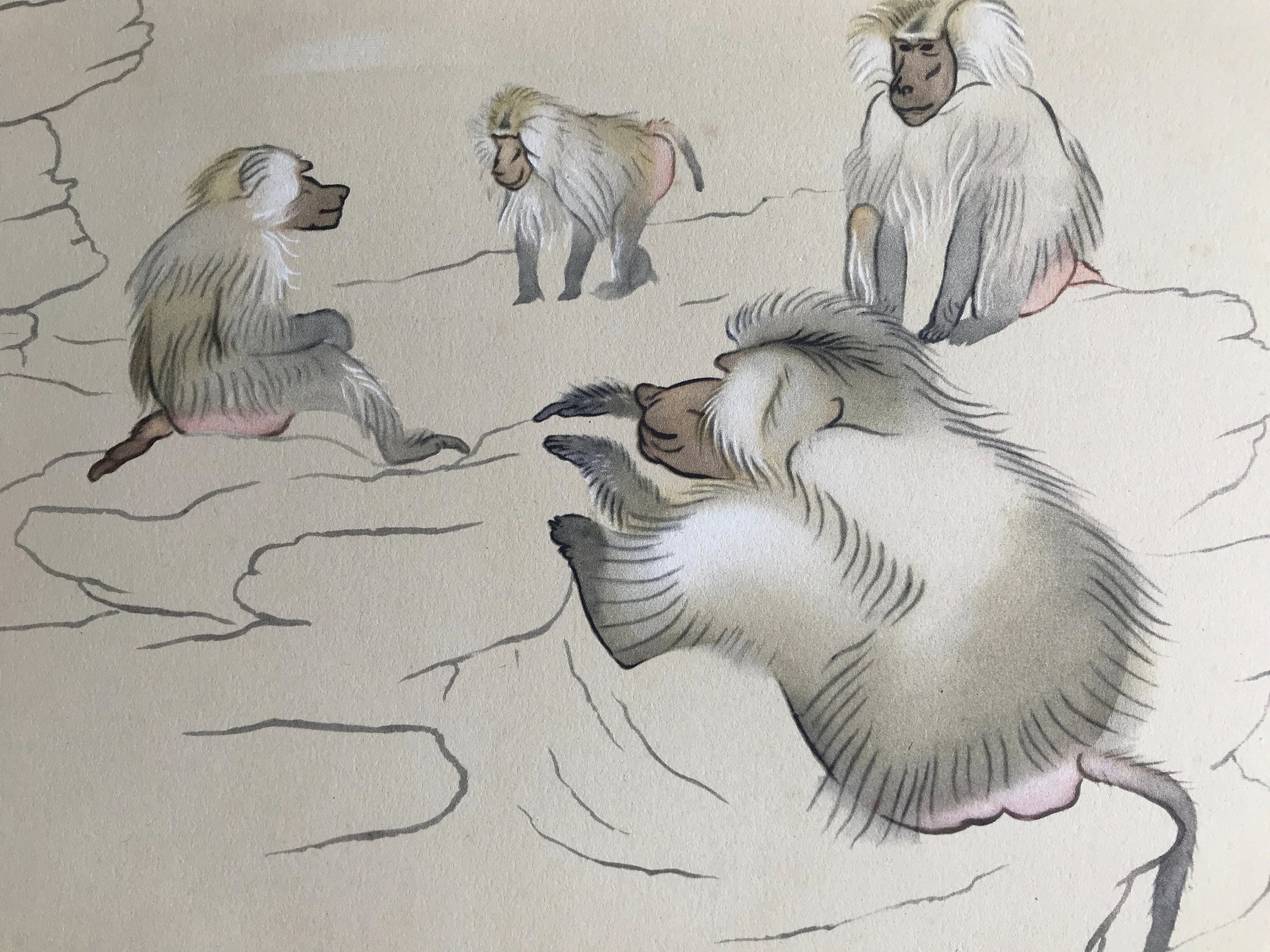 1937 Hamadryas Baboons Original Vintage Print - Mounted and Matted ...
