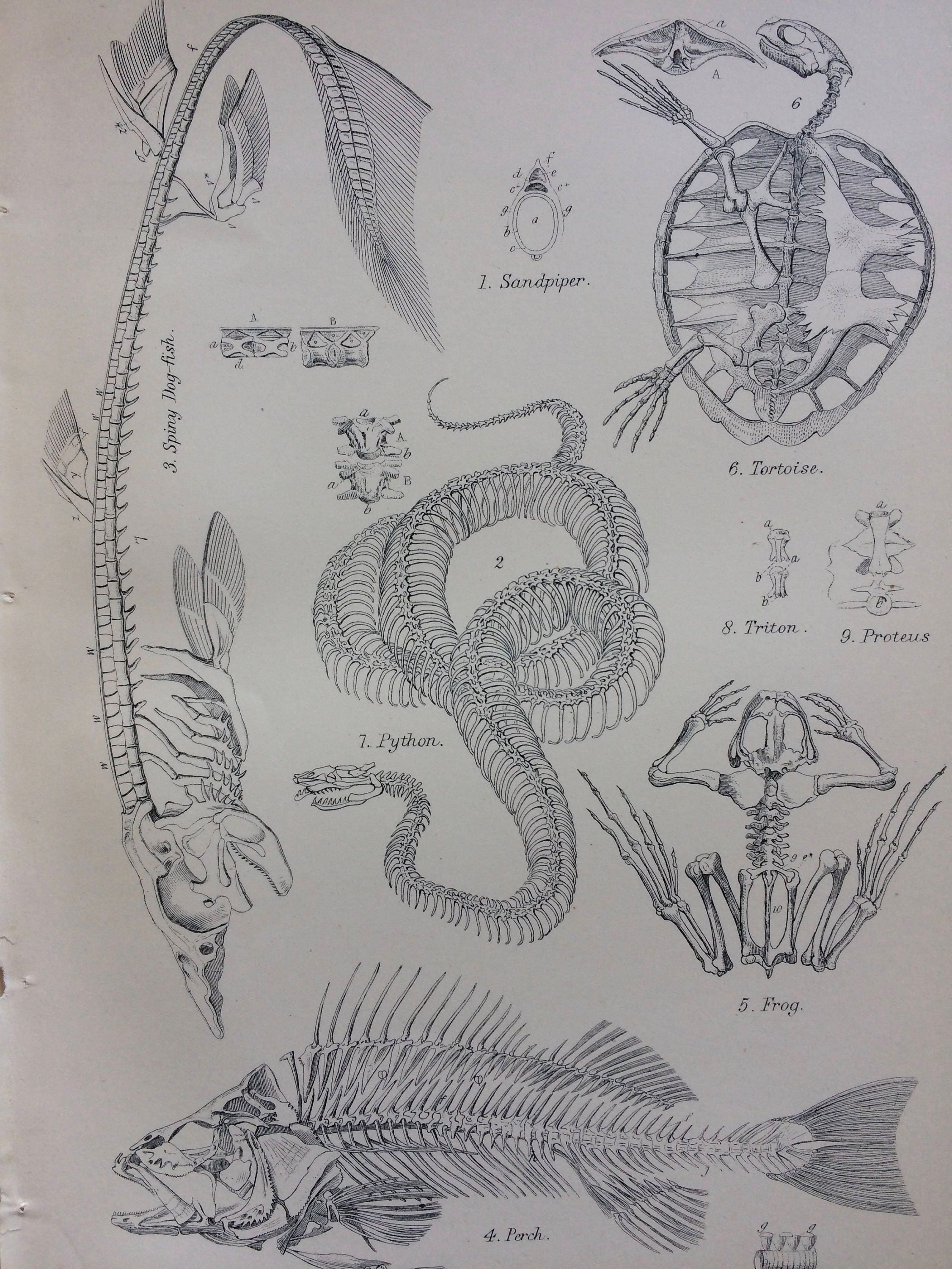 1891 Backbone Original Antique Encyclopaedia Illustration - wall decor ...