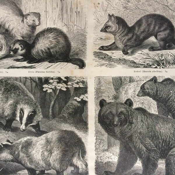 Badger Print - Etsy UK