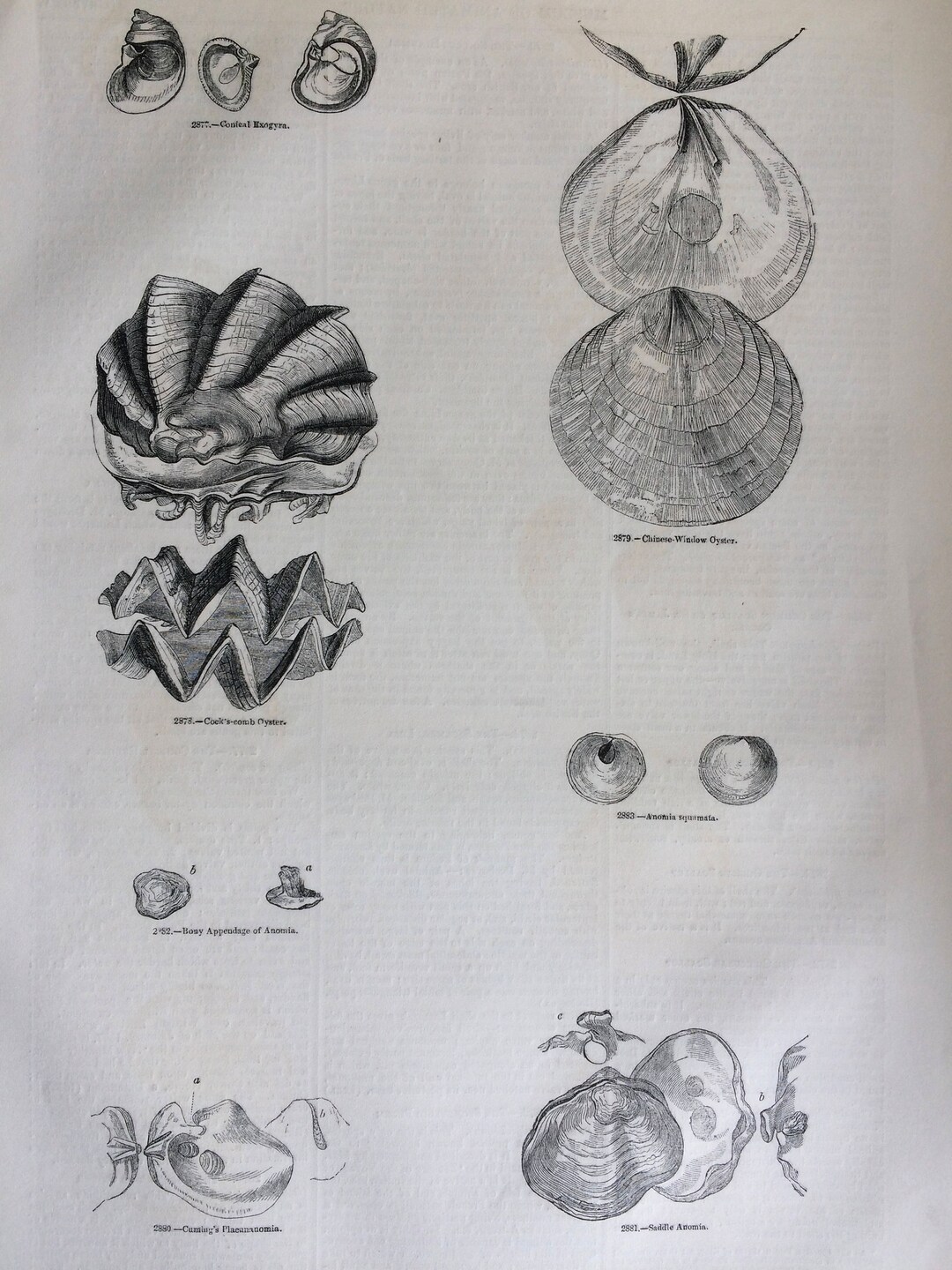 1856 Large Original Antique Sea Shell Engraving Shellfish - Etsy UK