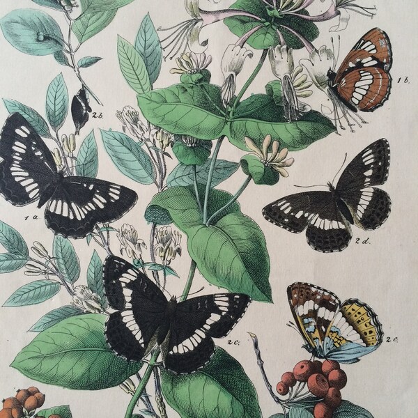 Butterfly Engraving - Etsy