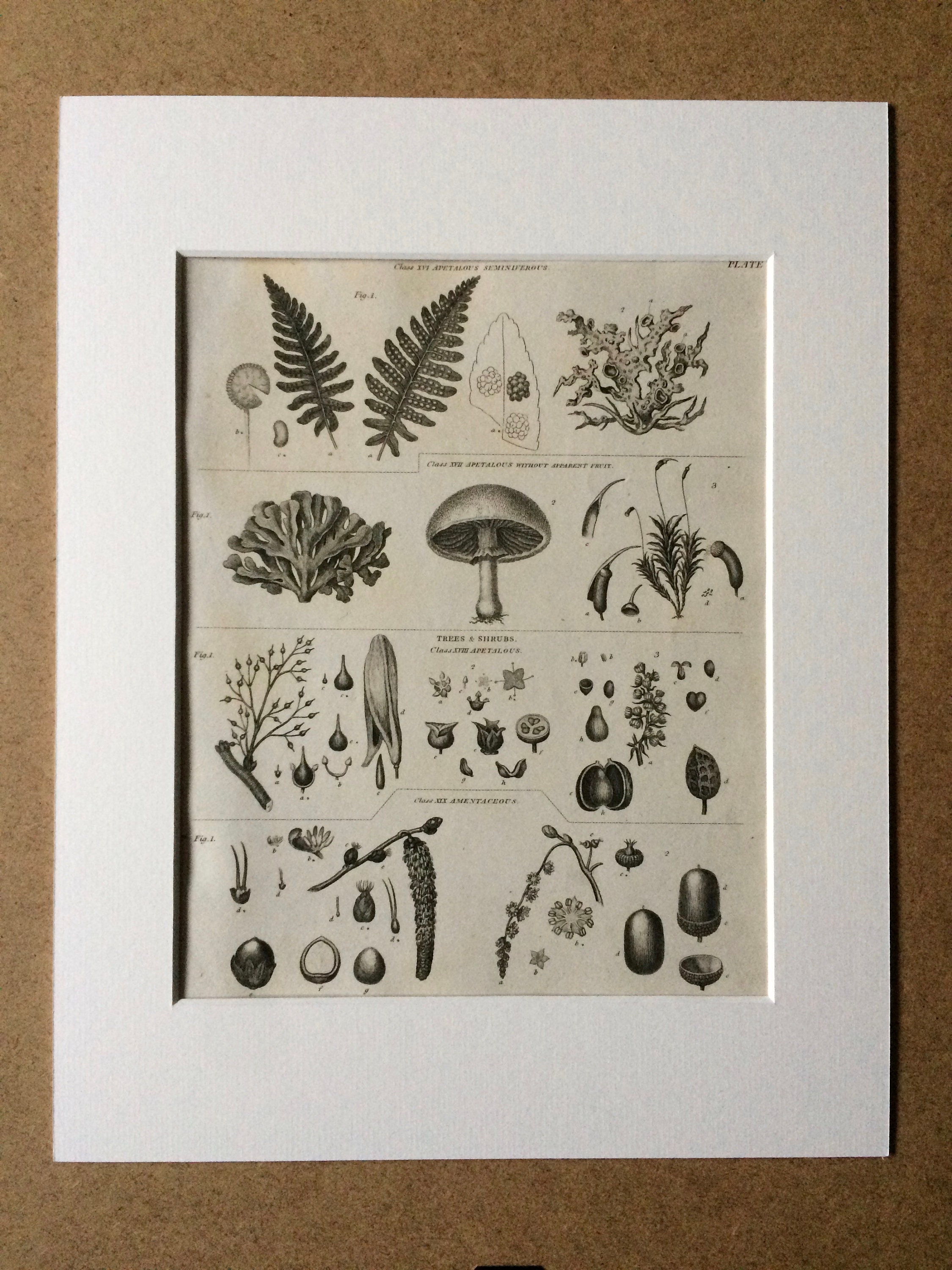 1819 Original Antique Botanical Engraving - Mounted and Matted ...