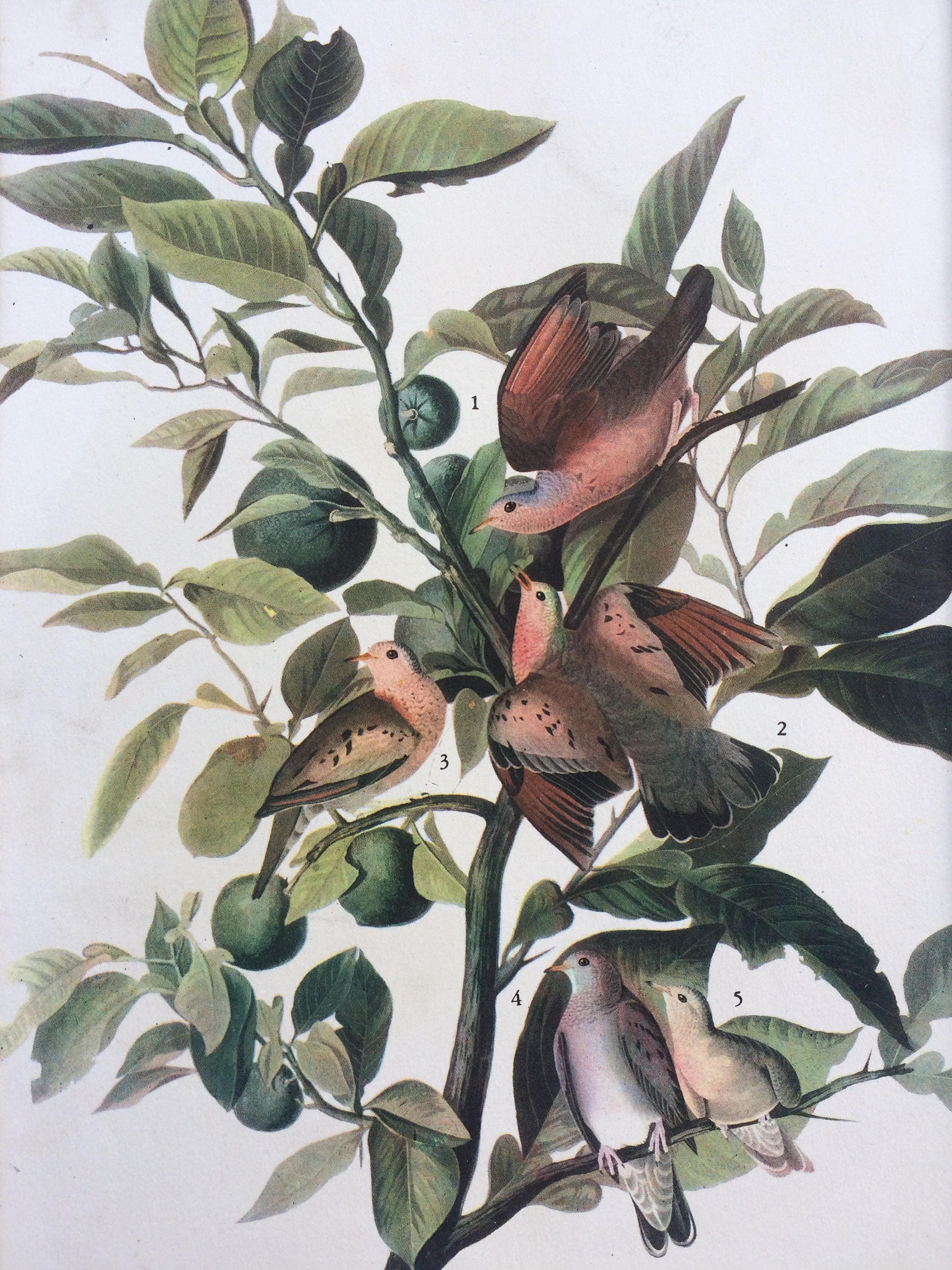 1937 Ground Dove Original Vintage Audubon Print, Matted and Available ...