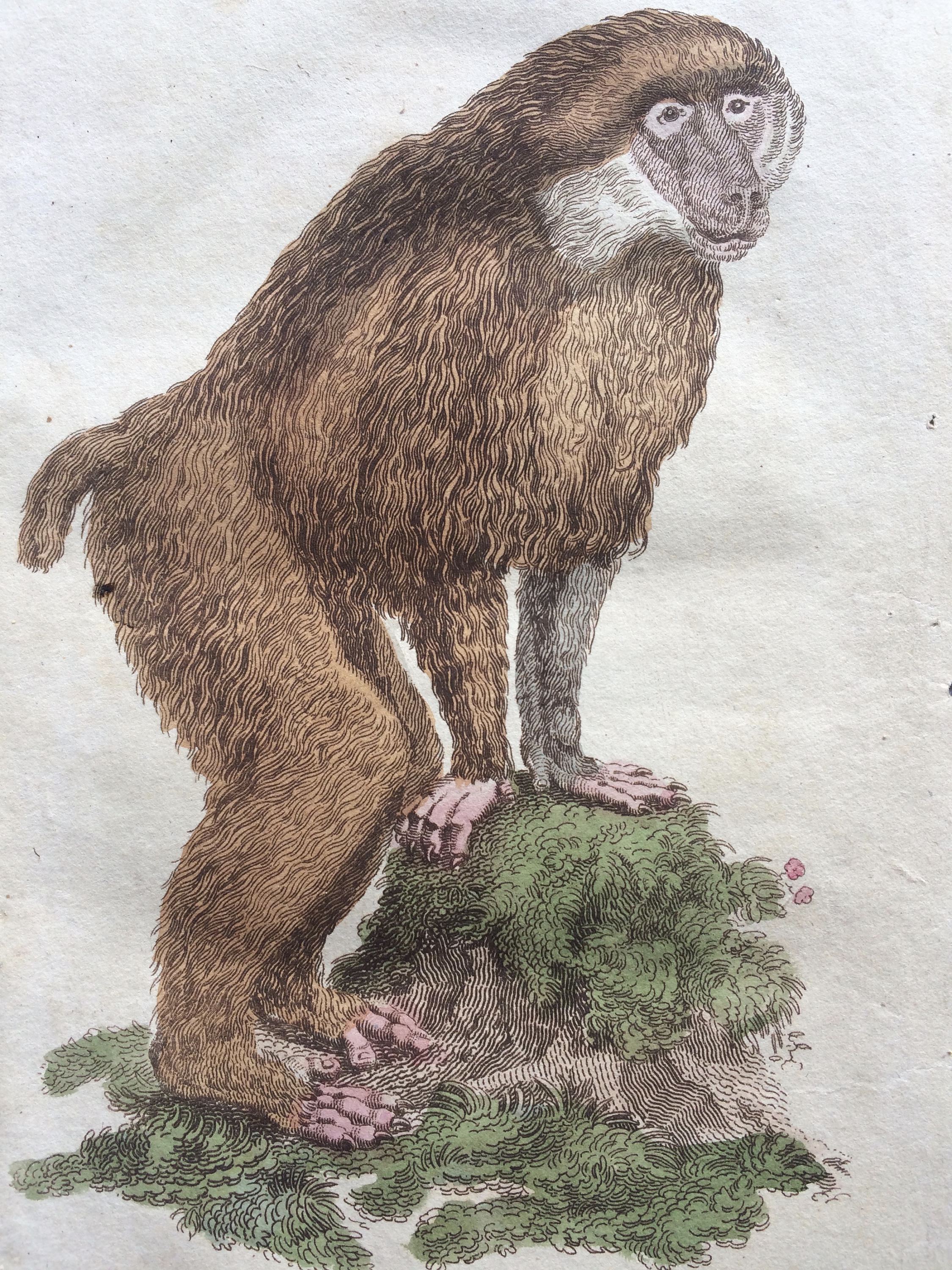 Etchings & Engravings Decorative Art Wildlife Zoology Primate 1811 ...
