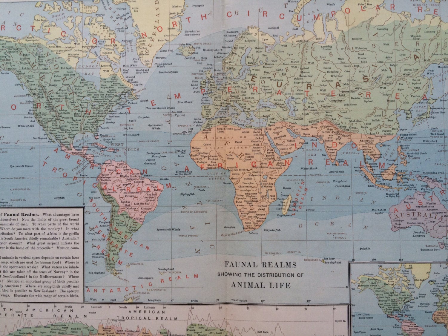 1887 FAUNAL REALMS Original Antique World Map, 11.75 x 18 inches ...