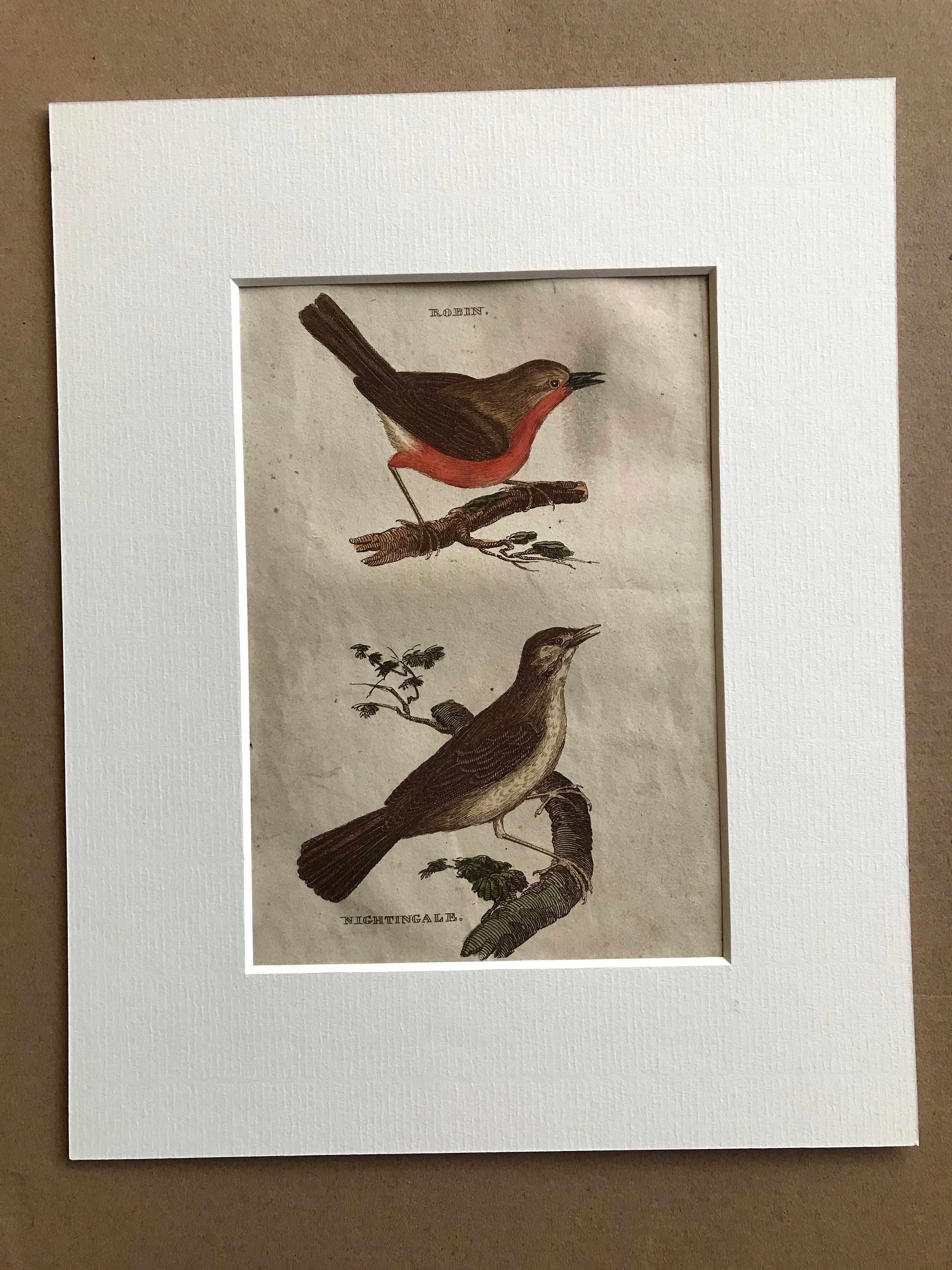 1815 Robin & Nightingale Original Antique Hand-Coloured Engraving ...