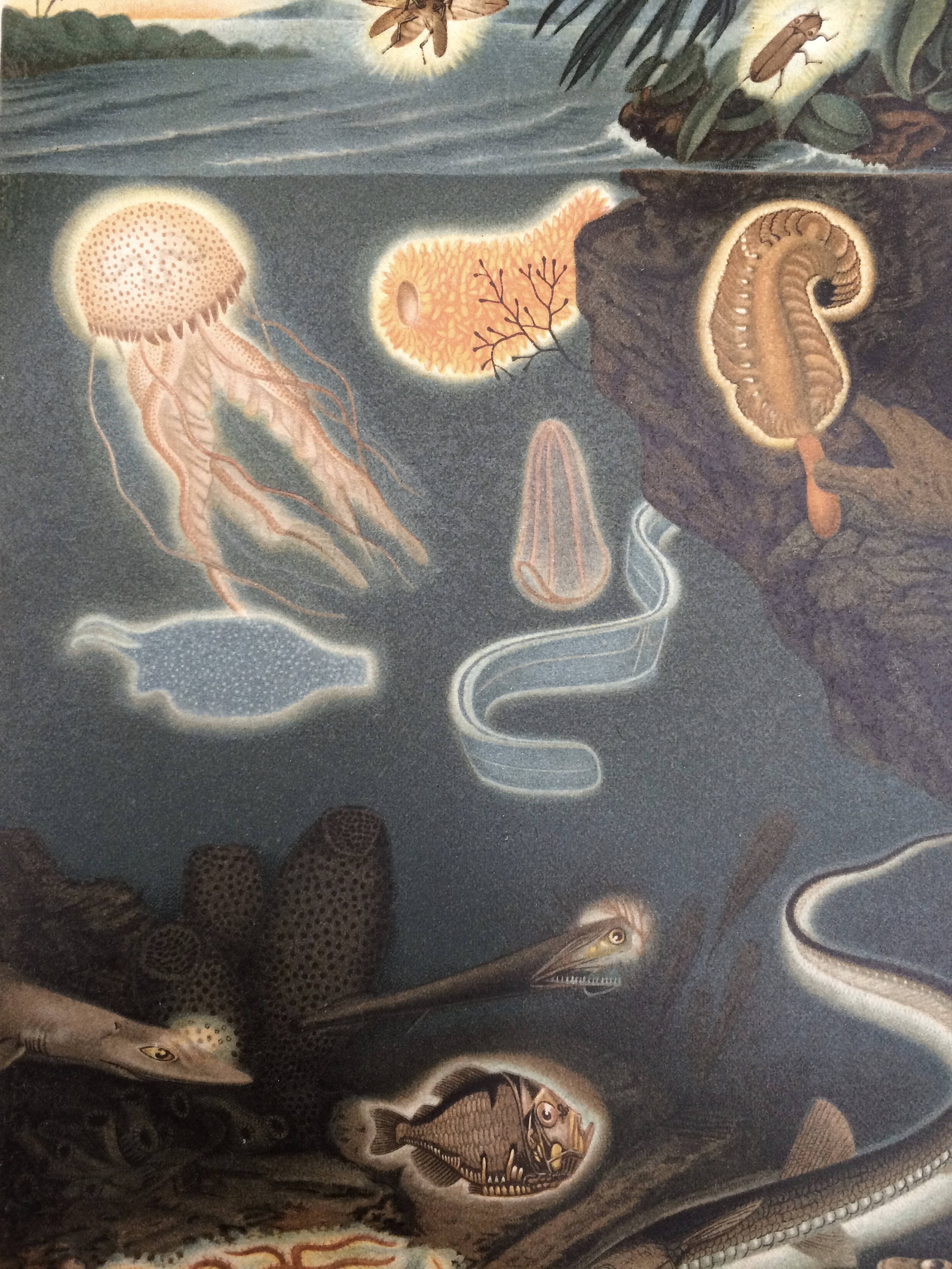 1904 Original Antique Lithograph - Phosphorescent Animals - Firefly ...