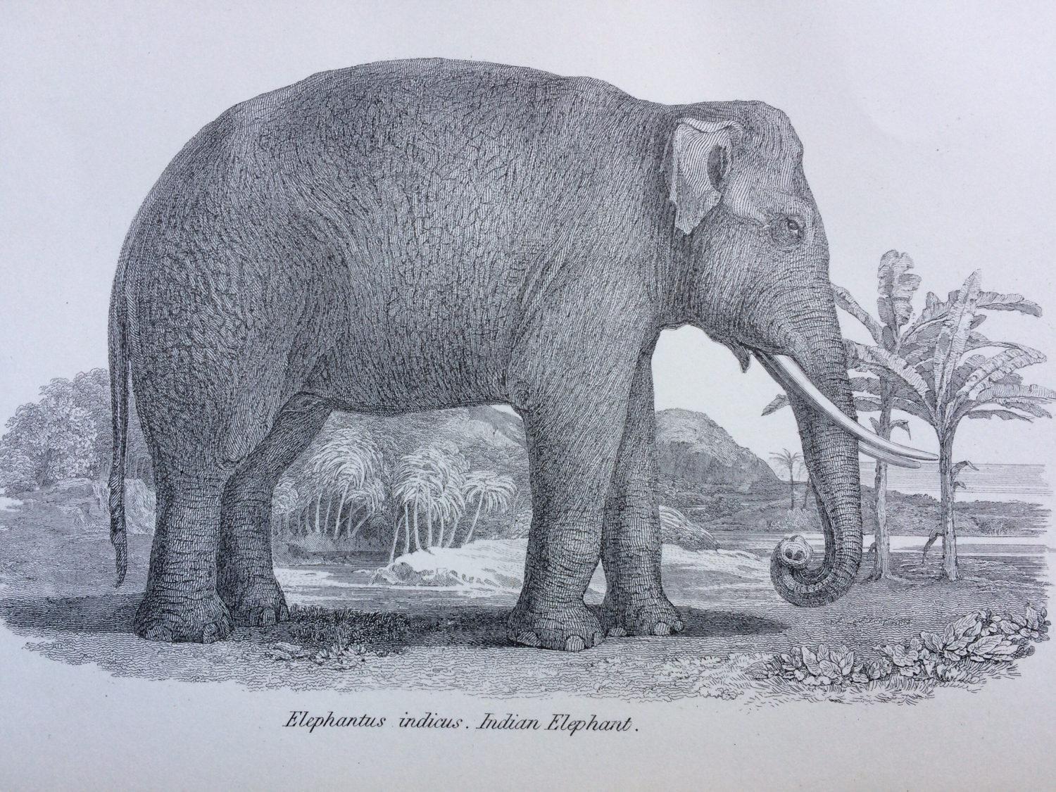 1891 Indian Elephant Original Antique Encyclopaedia Steel Engraving ...