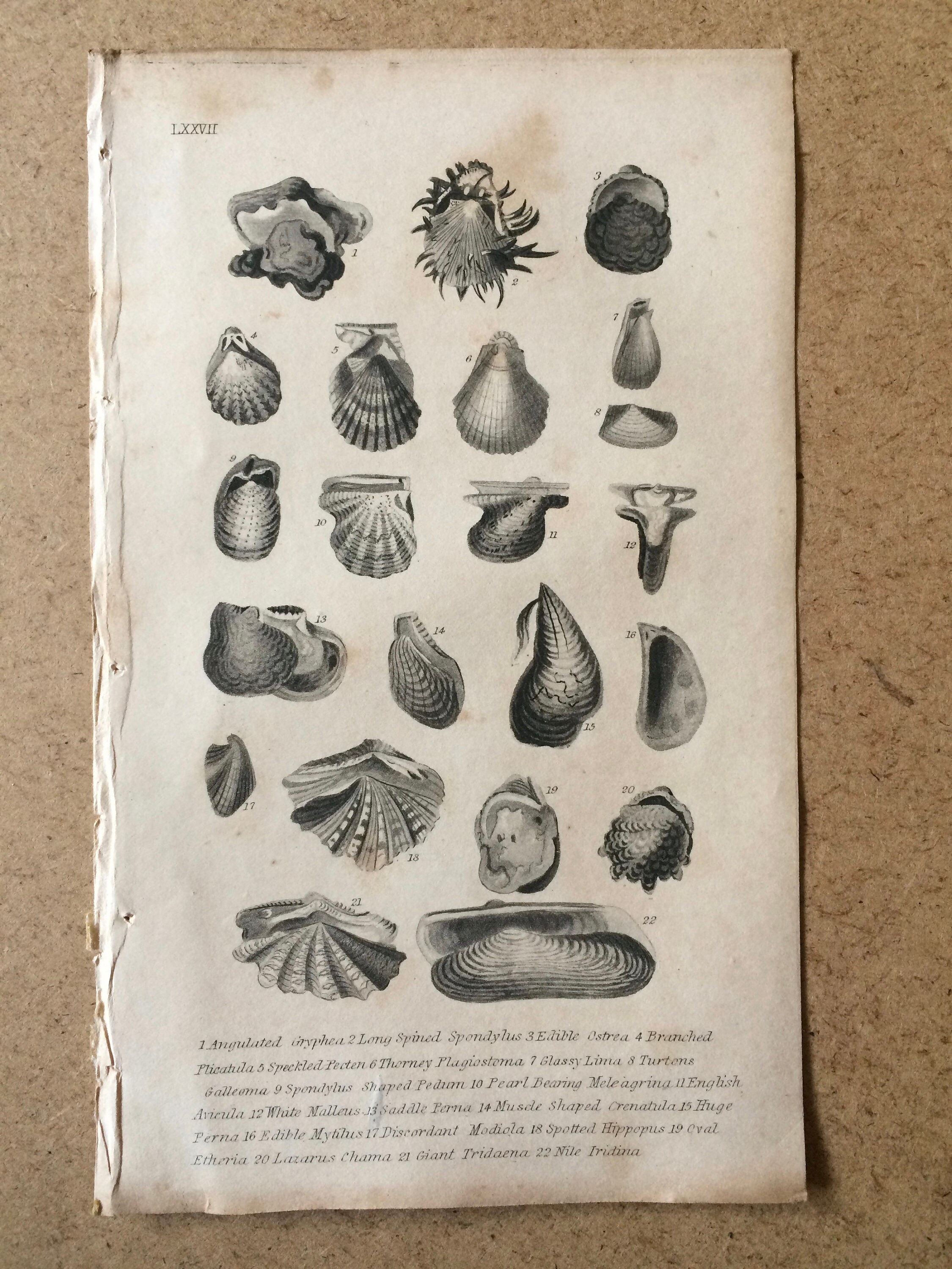 1822 Small Original Antique Shell Engraving - Mollusc - Seashell ...