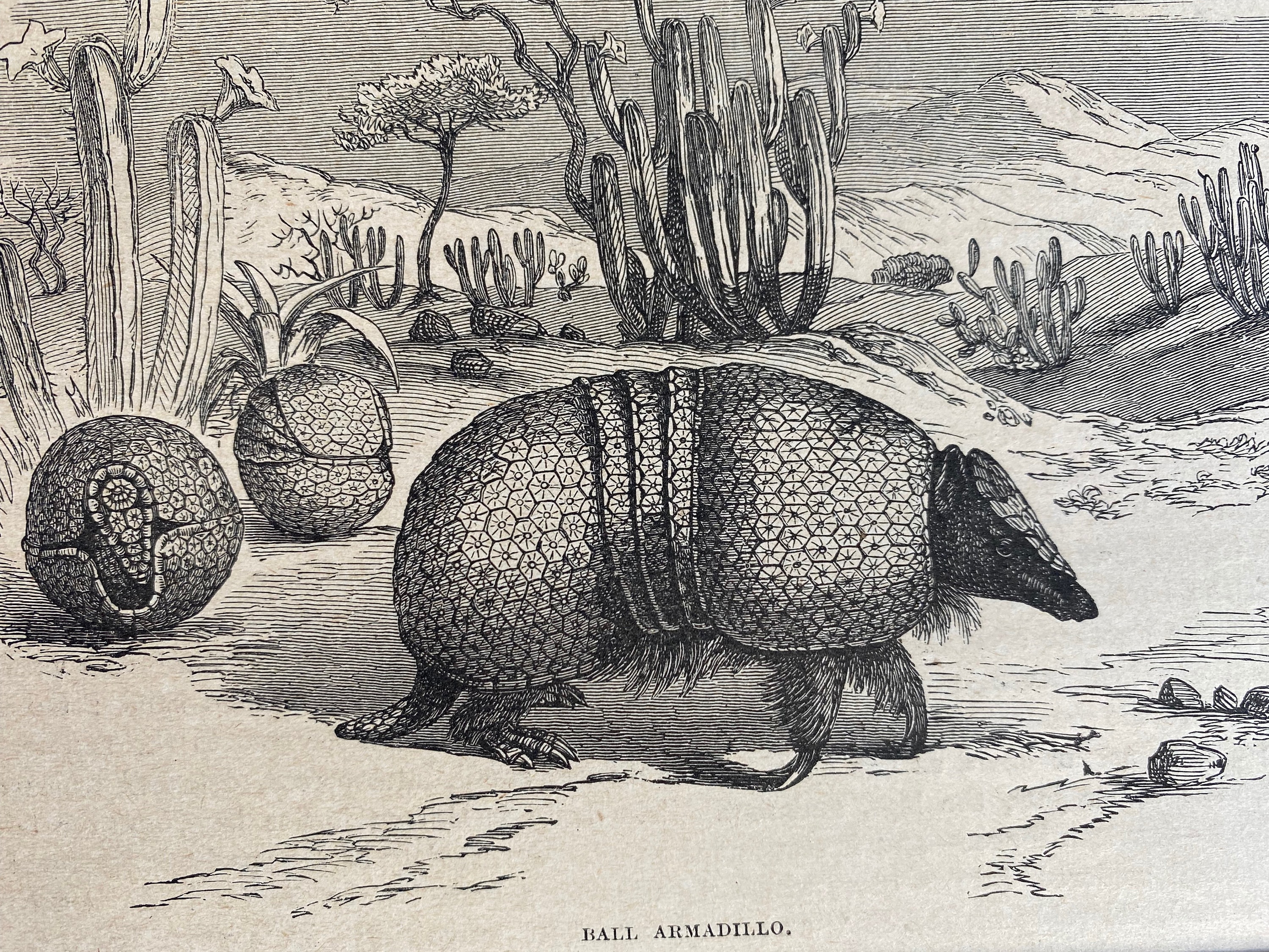 Armadillo Ball Drawing