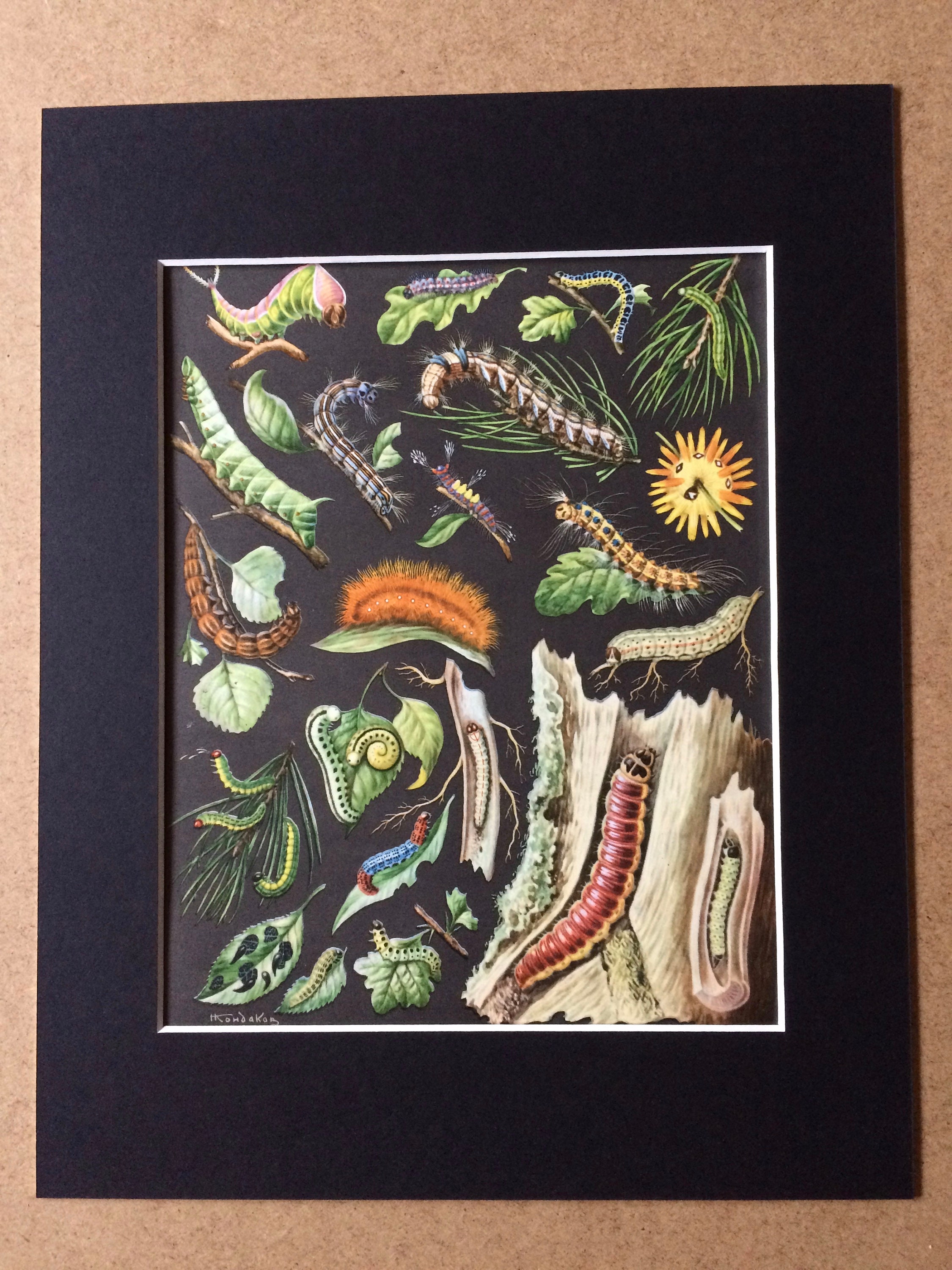 1968 Colourful Vintage Insect Print - Entomology - Caterpillar ...