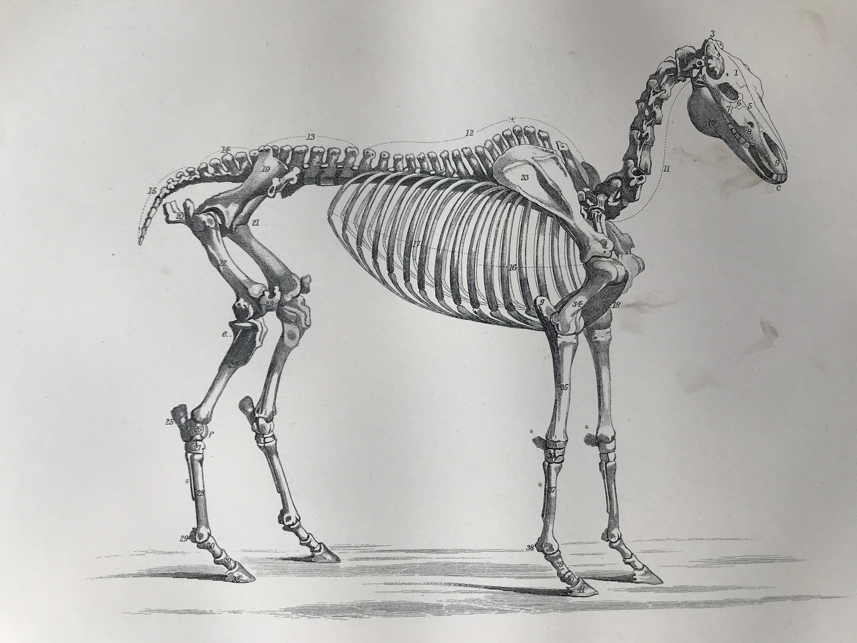 Horse Skeleton Drawing