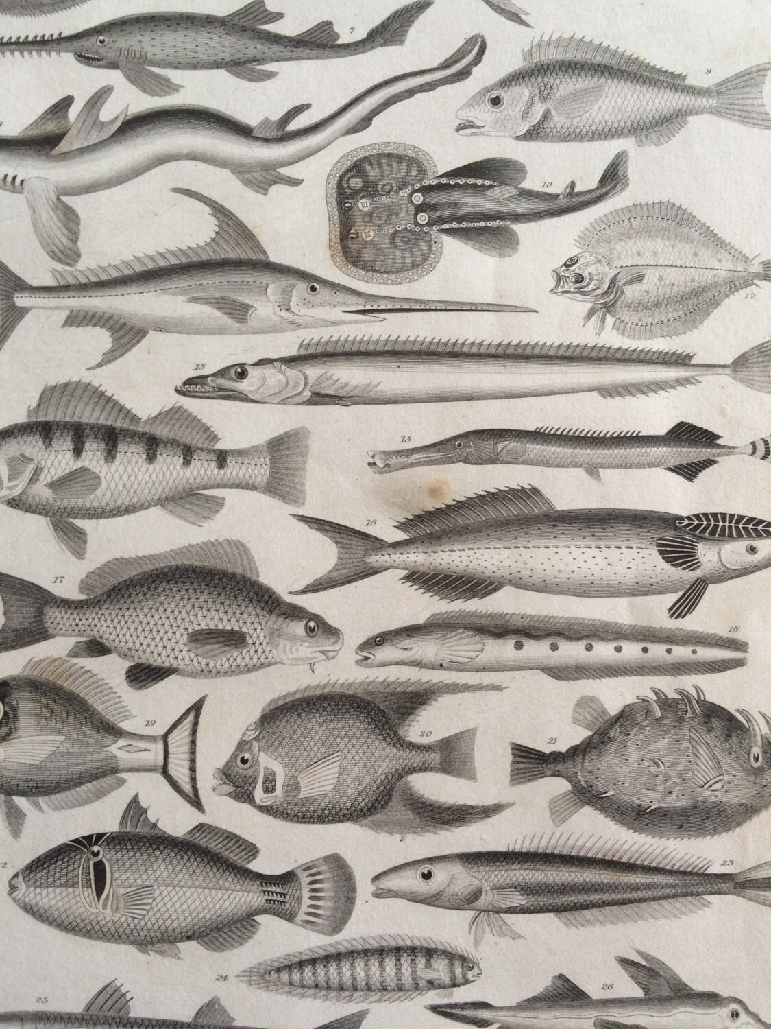 1852 Original Antique Ichthyology Engraving - Fish - Shark - Marine ...