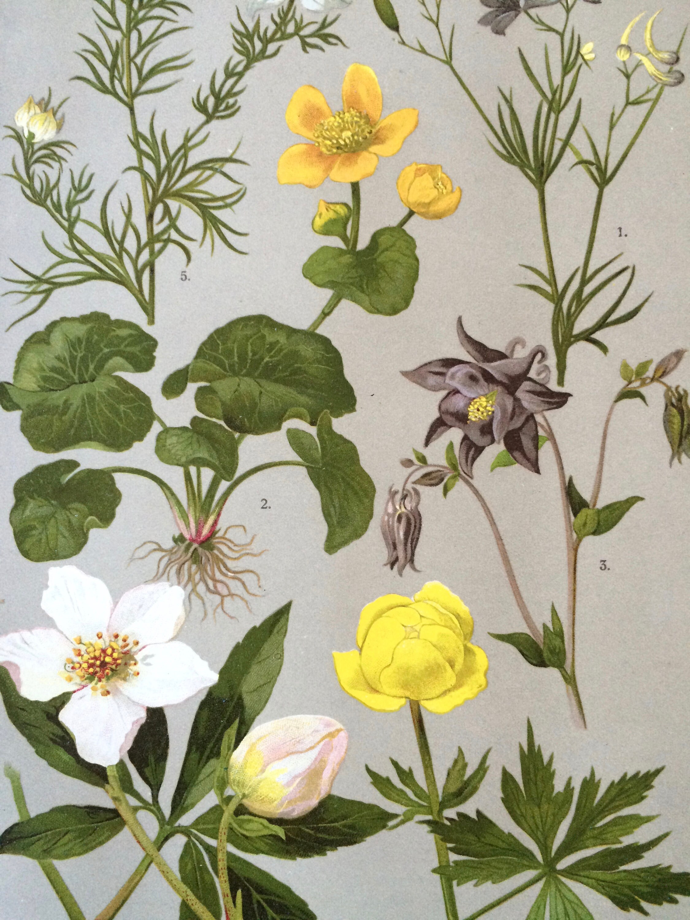 1911 Original Antique Botanical Lithograph - Mounted and Matted ...