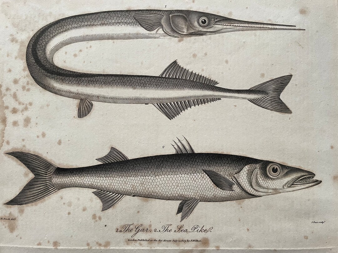1810 the Gar and the Sea Pike Original Antique Copperplate Engraving ...