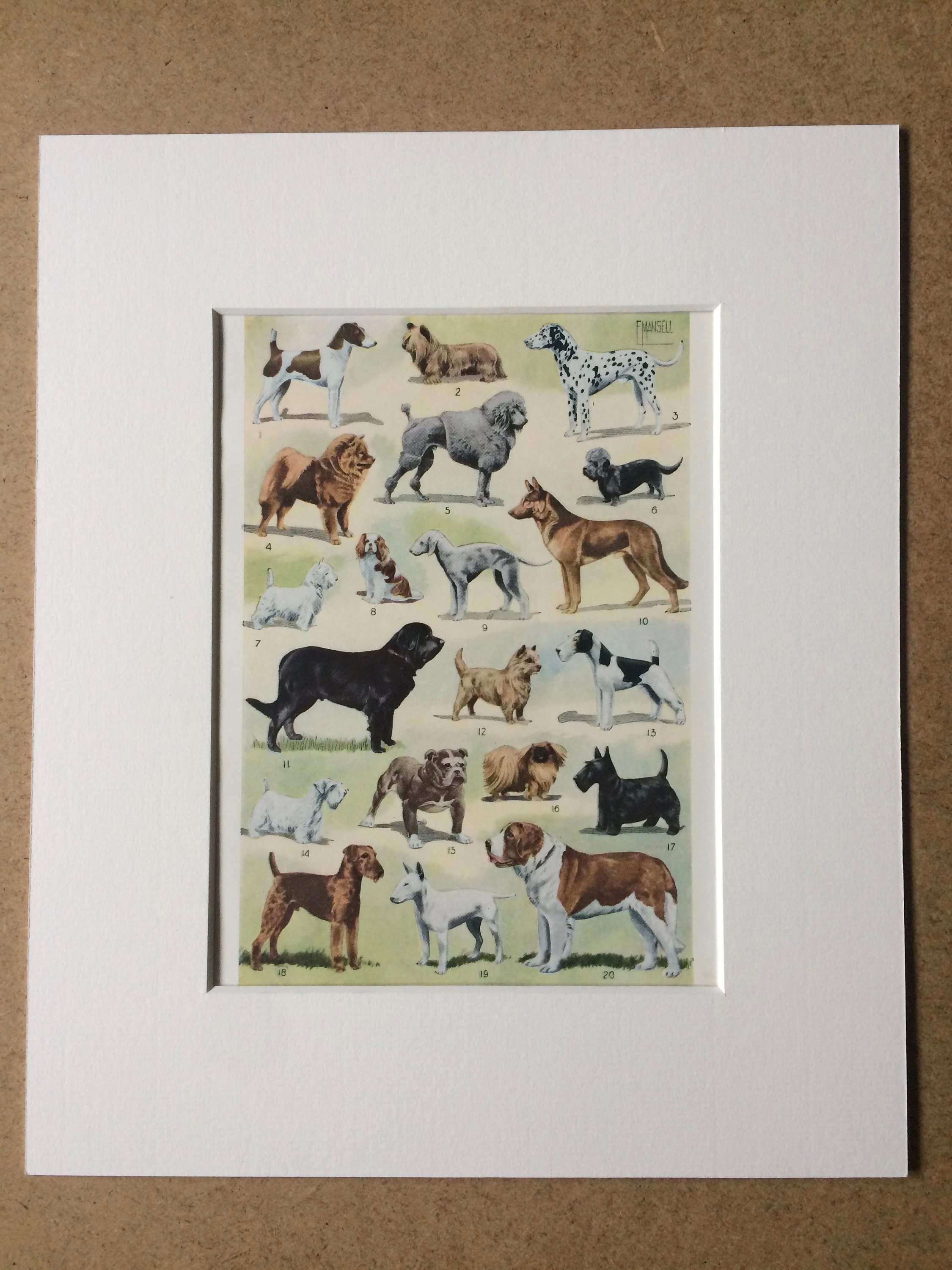 1940s Dog Breeds Original Vintage Print - Mounted and Matted - Vintage ...