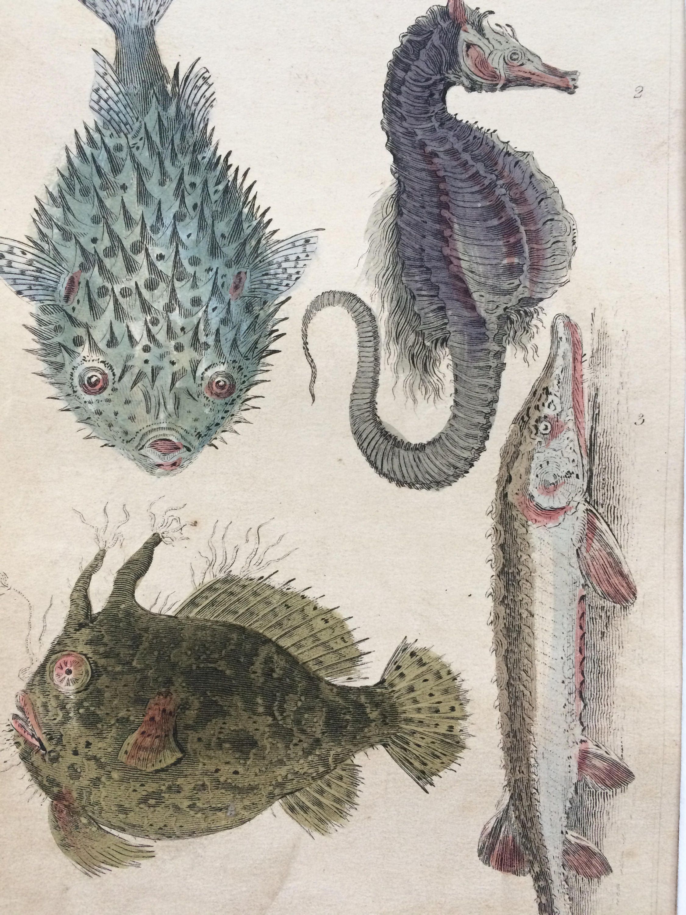 1840 Sea Porcupine, Hippocampus, Sturgeon, Fishing Frog and Pipe Fish ...