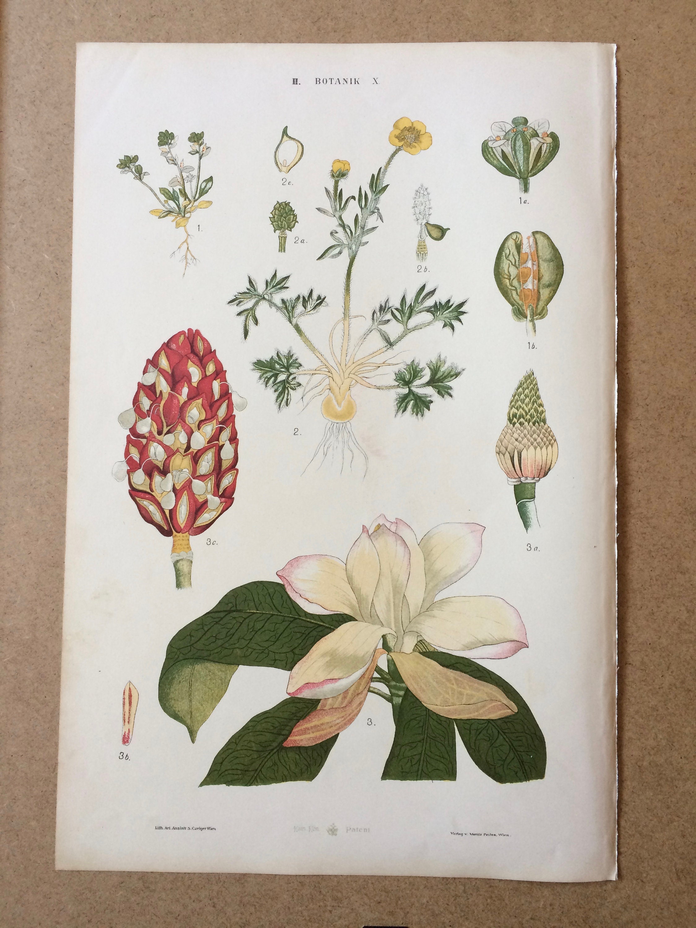 Botany Flowering Plant Flower Botanical Art Vintage Wall Decor 1885 ...