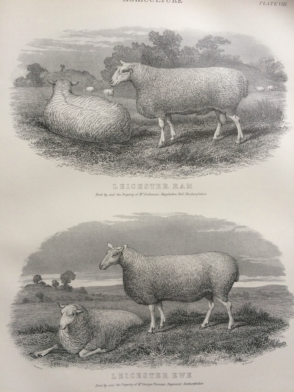 1875 Agriculture Original Antique Steel Engraving Print - Farming ...