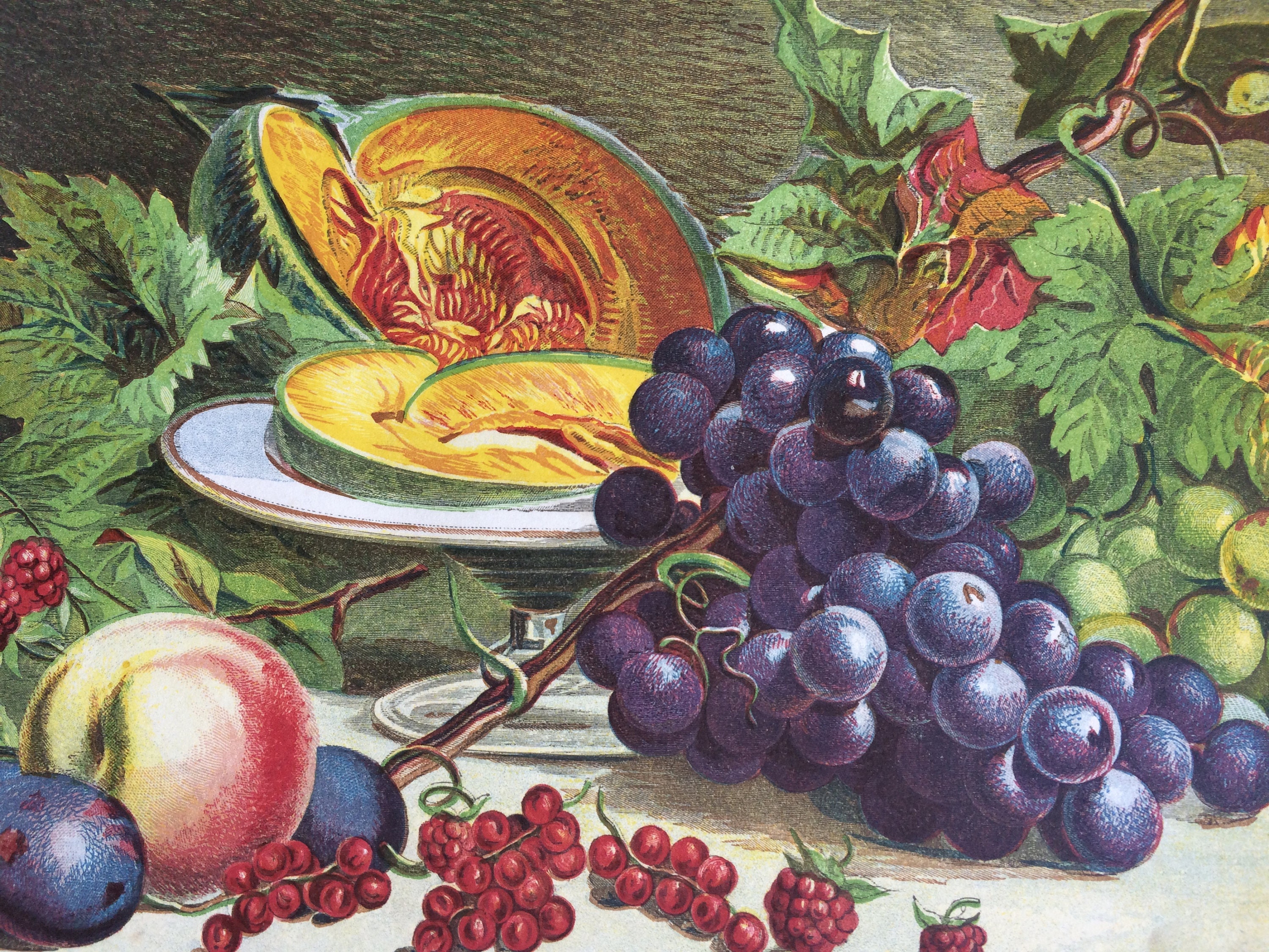 1859 Original Antique Lithograph - Fruits - Still Life - Vivid Colours ...