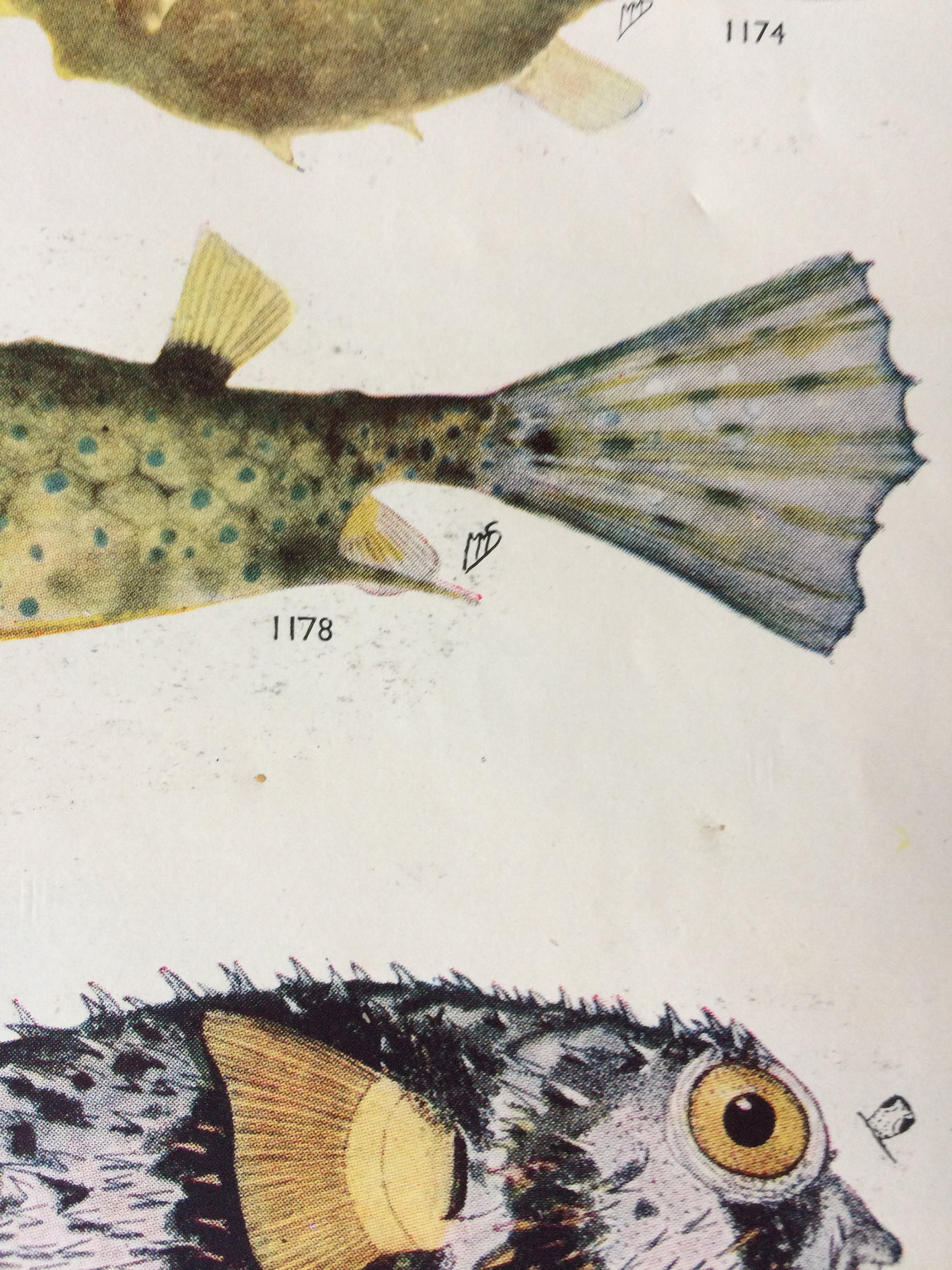 1950 Original Vintage Fish Print - Mounted and Matted - Available ...