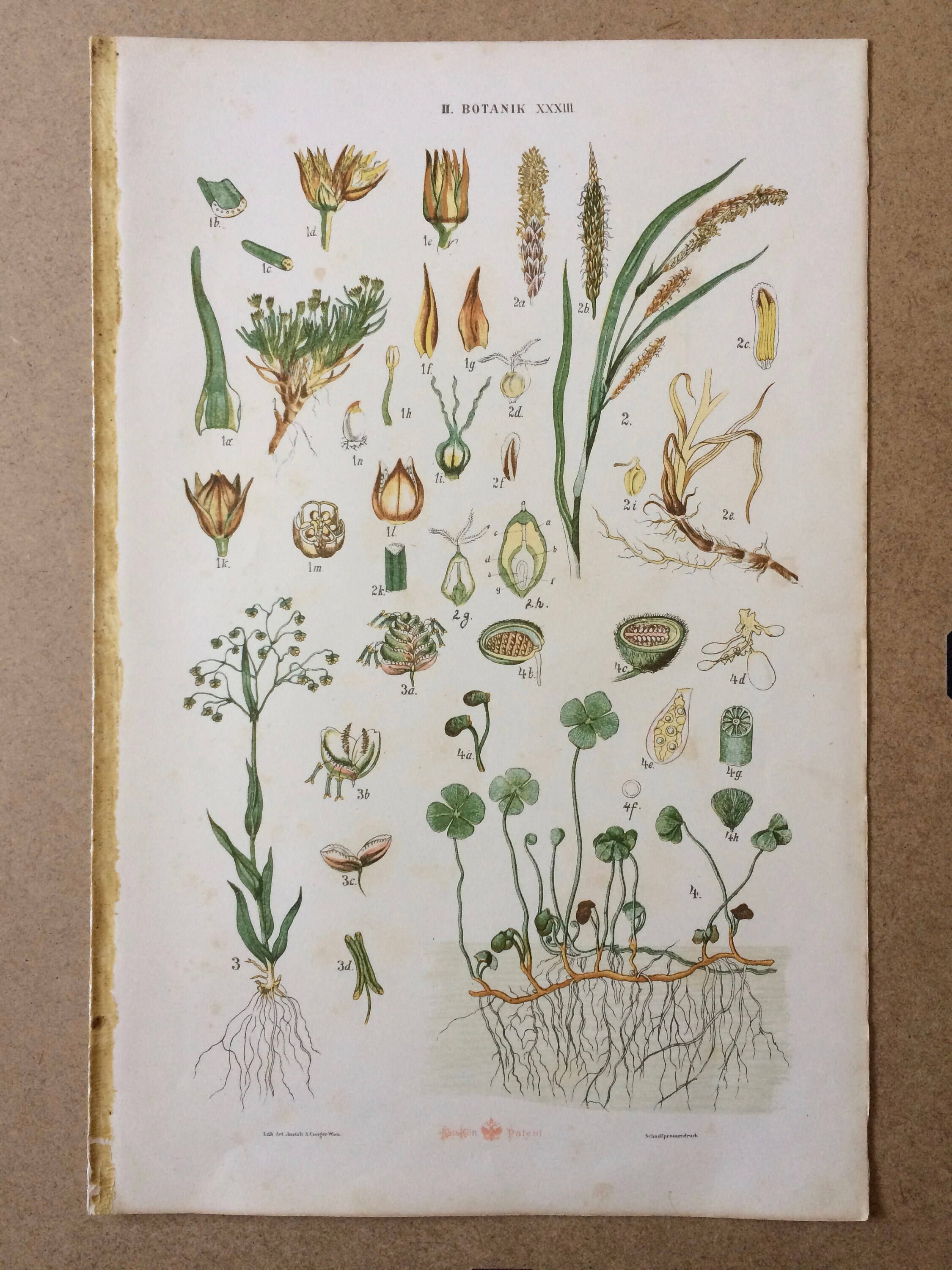1885 Large Original Antique Lithograph - Botanical Art - Botany ...
