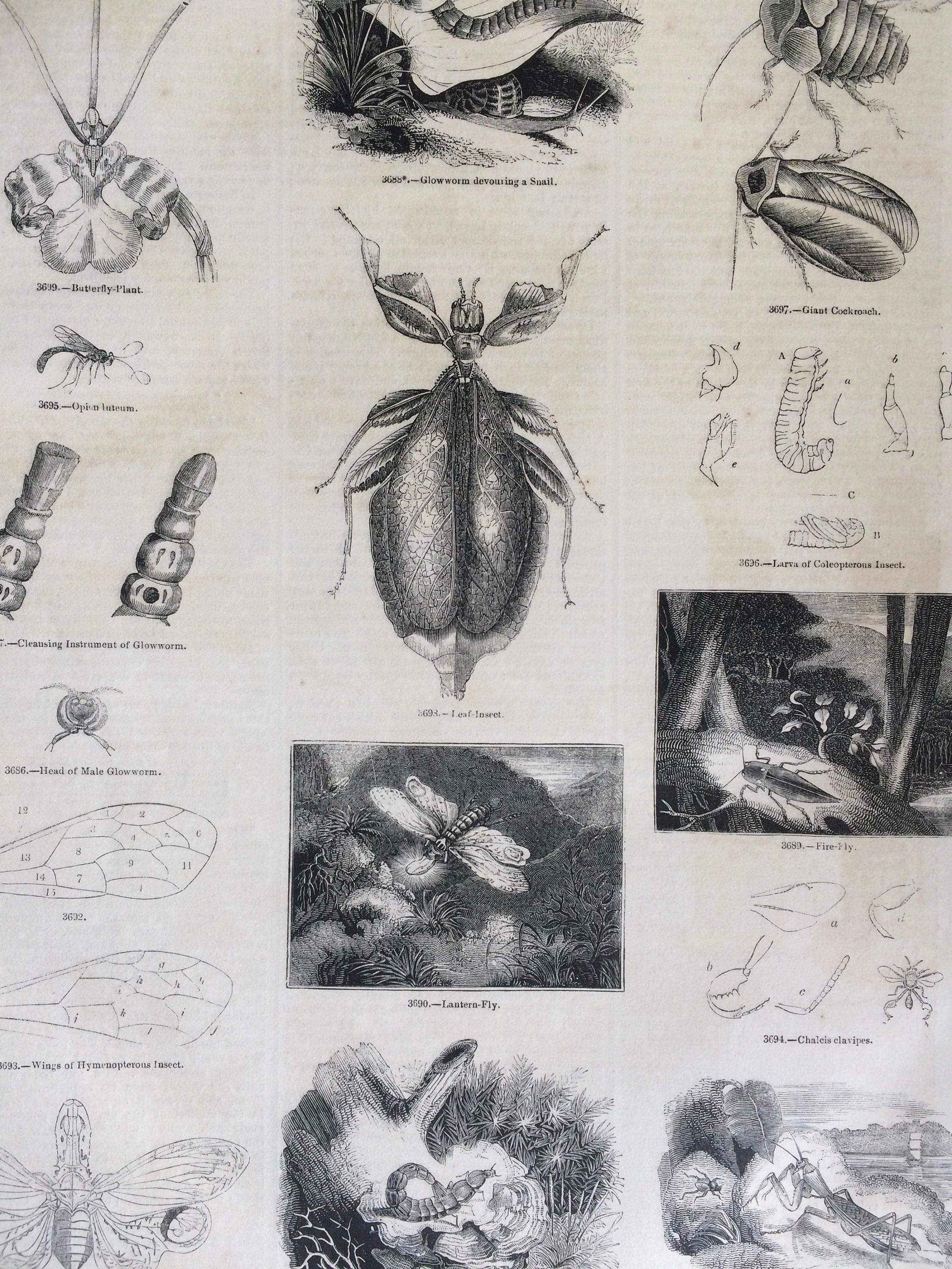 Prints Art & Collectibles Leaf-Insect Cockroach Mantis Lantern Fly ...