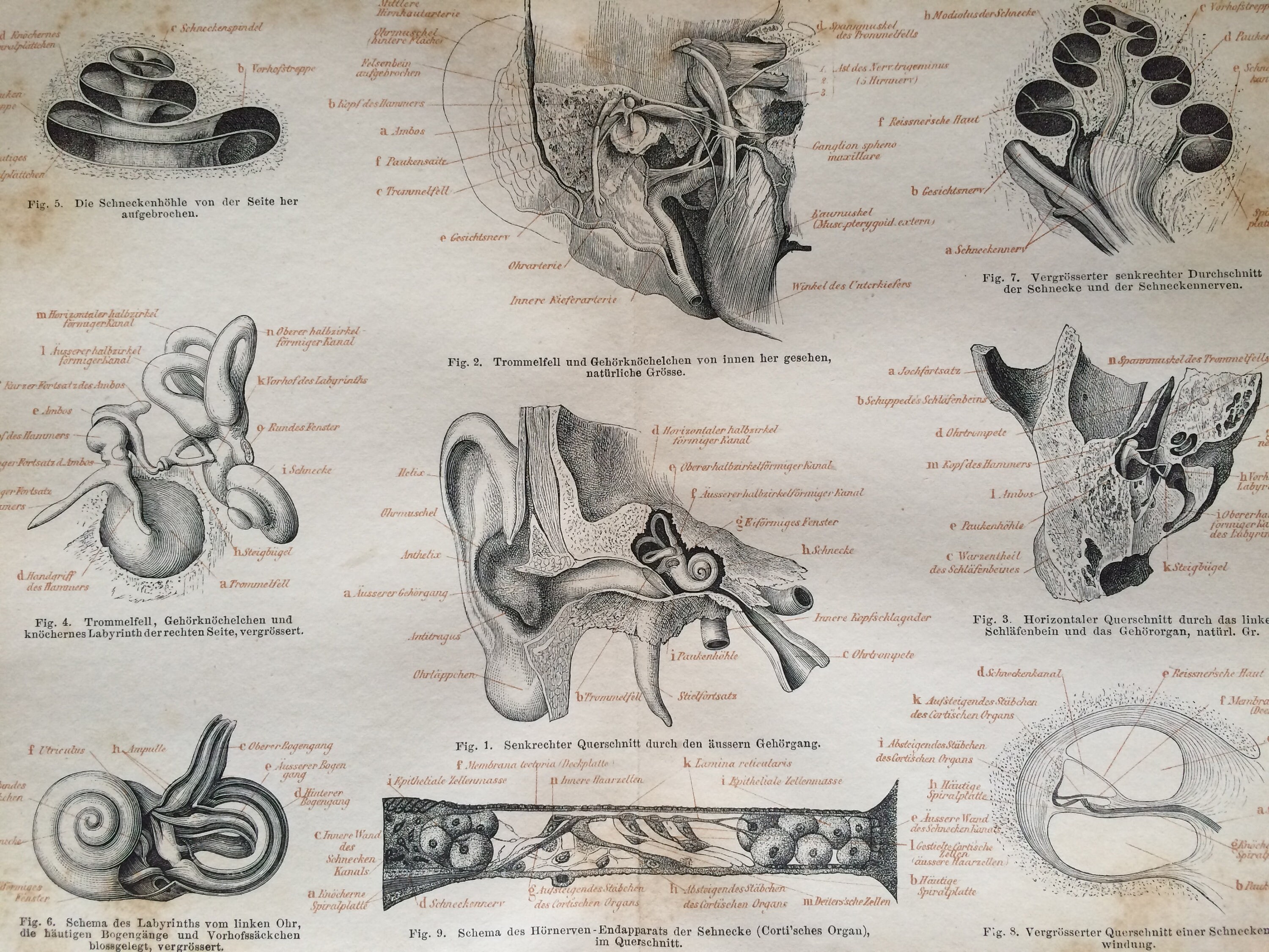 1876 Hearing Organs of Humans Original Antique print - Available Framed ...