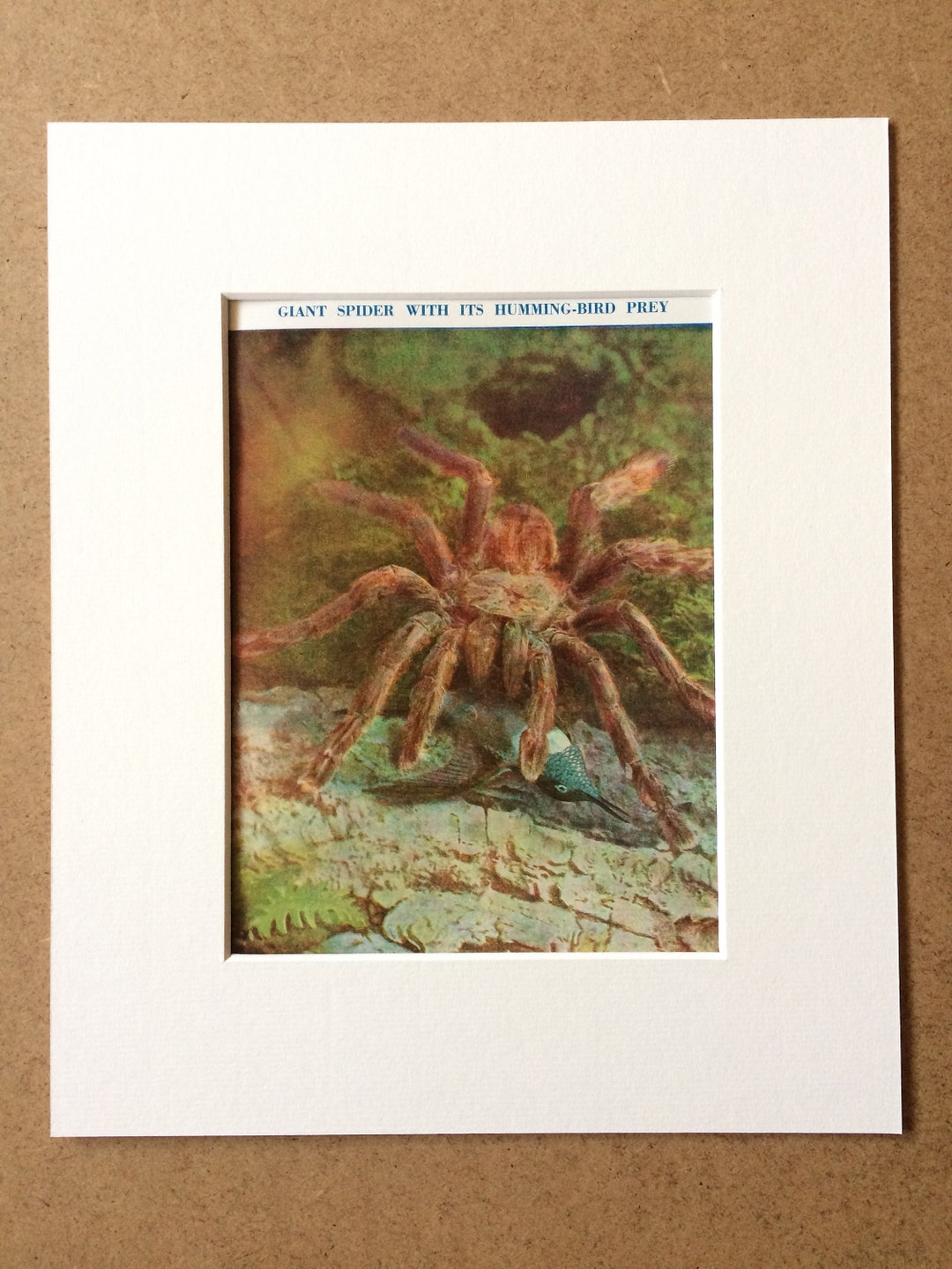 1940s Spider Eating Hummingbird Original Vintage Print Mounted and ...