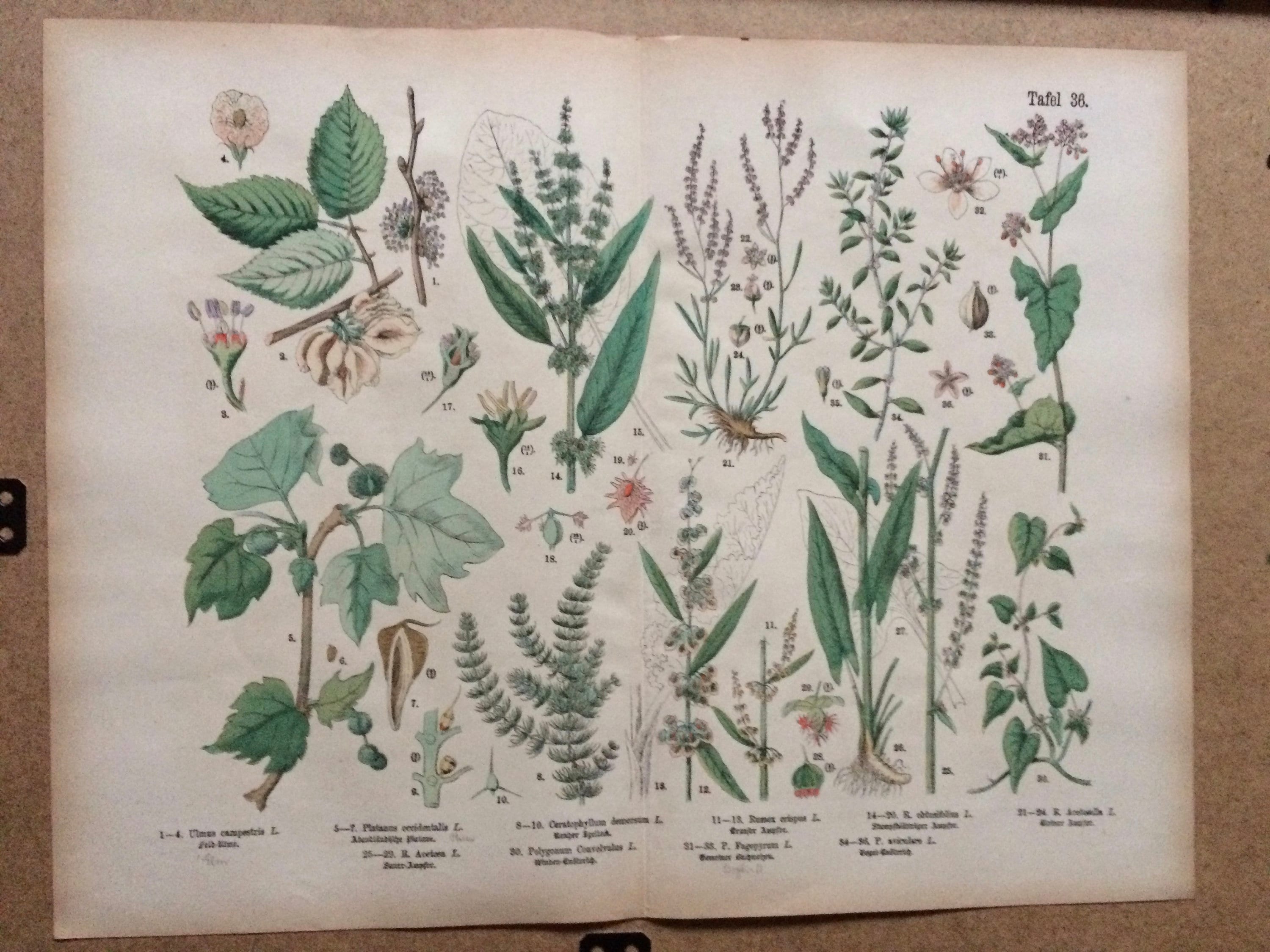 1890 Large Original Antique Botanical Lithograph - Botanical Print ...