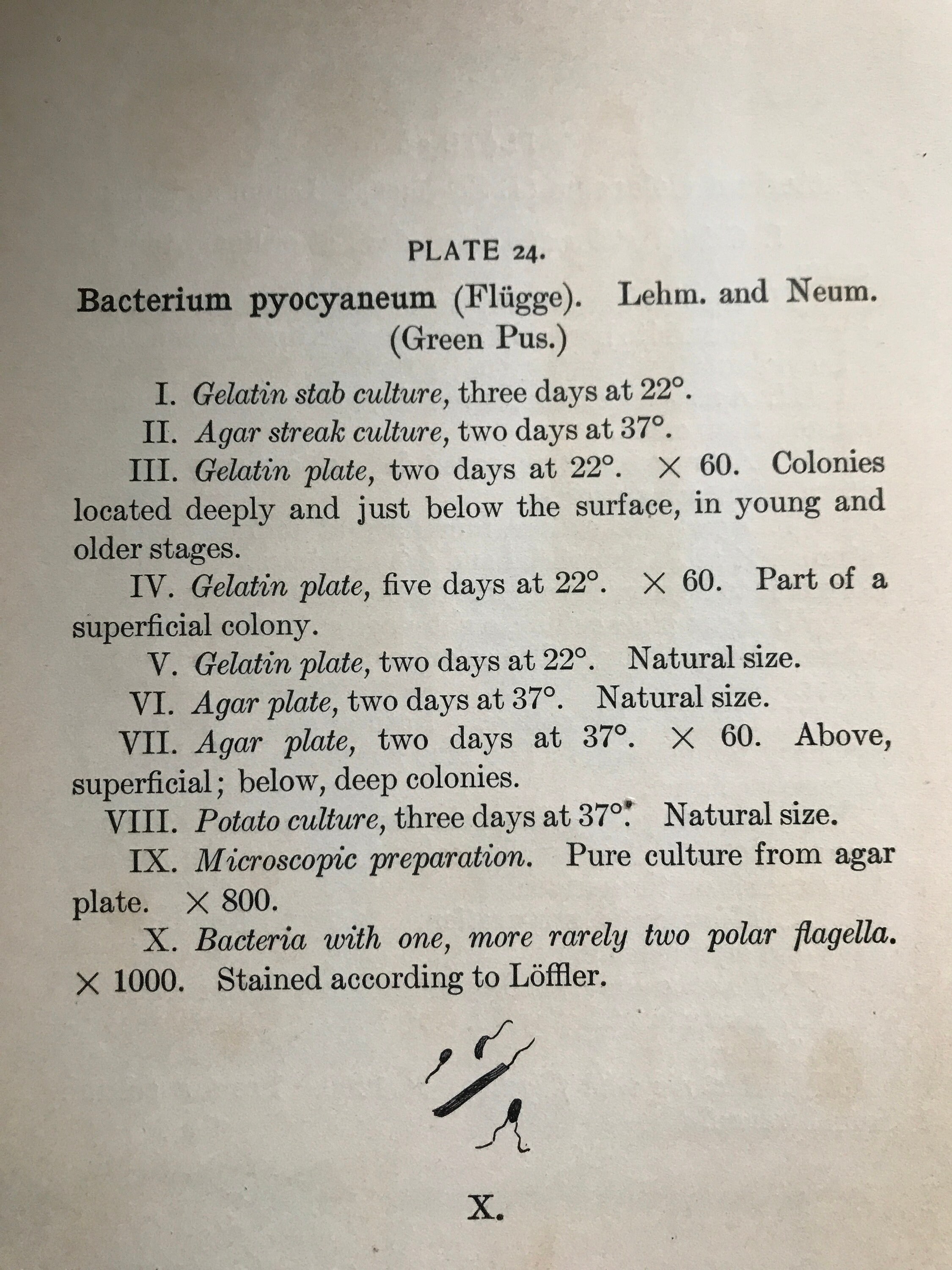 1901 Bacteria Original Antique Print - Mounted and Matted ...